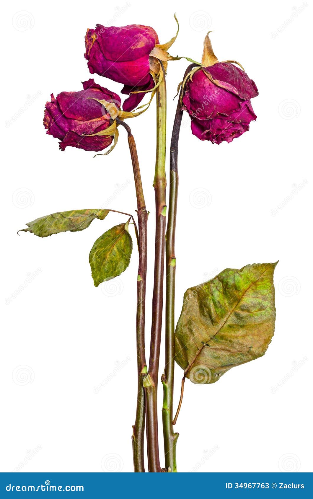 Un Mazzo Di Tre Rose Secche Immagine Stock - Immagine di decorazione ...