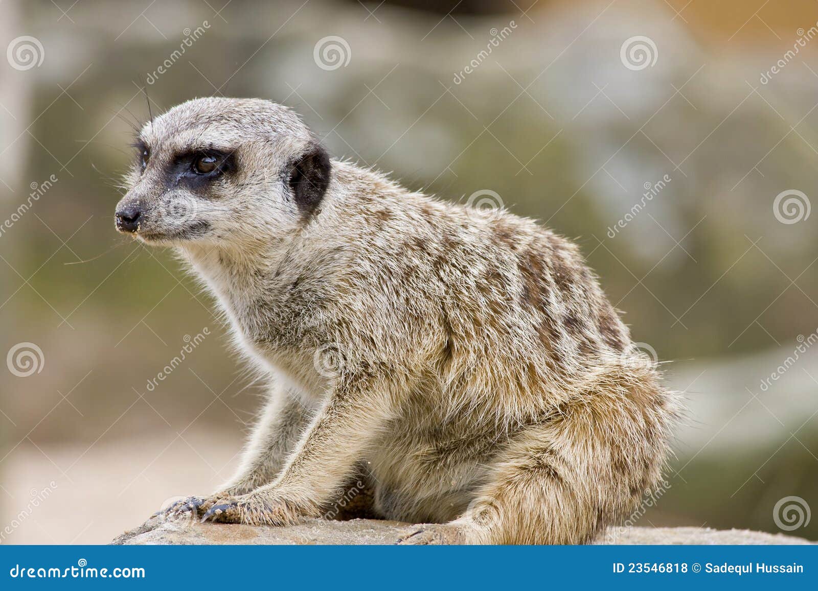 Un Meerkat photo stock. Image du alerte, africain, créature - 23546818