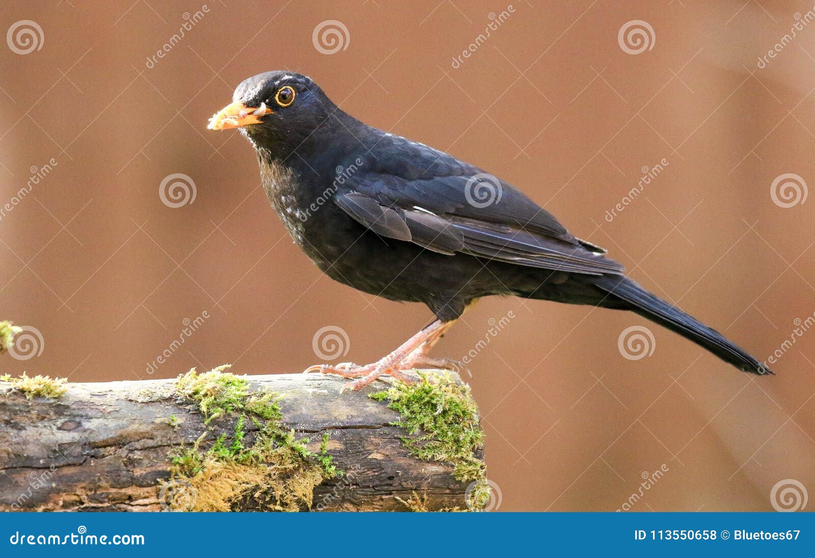 Un merlo maschio inglese fotografia stock. Immagine di colore - 113550658