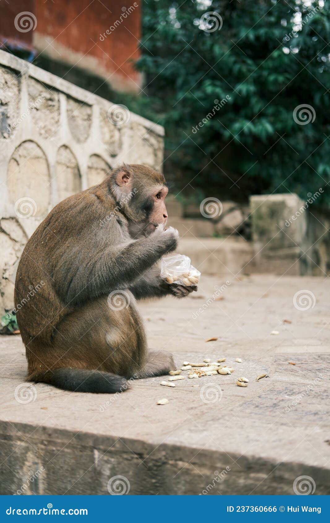 Un mono come comida. foto de archivo. Imagen de primate - 237360666