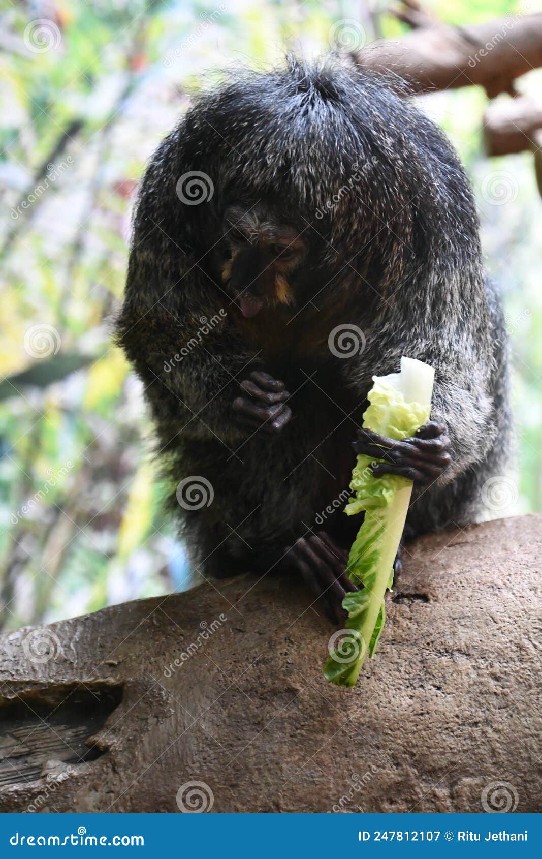 Un mono comiendo lechuga imagen de archivo. Imagen de fresco - 247812107