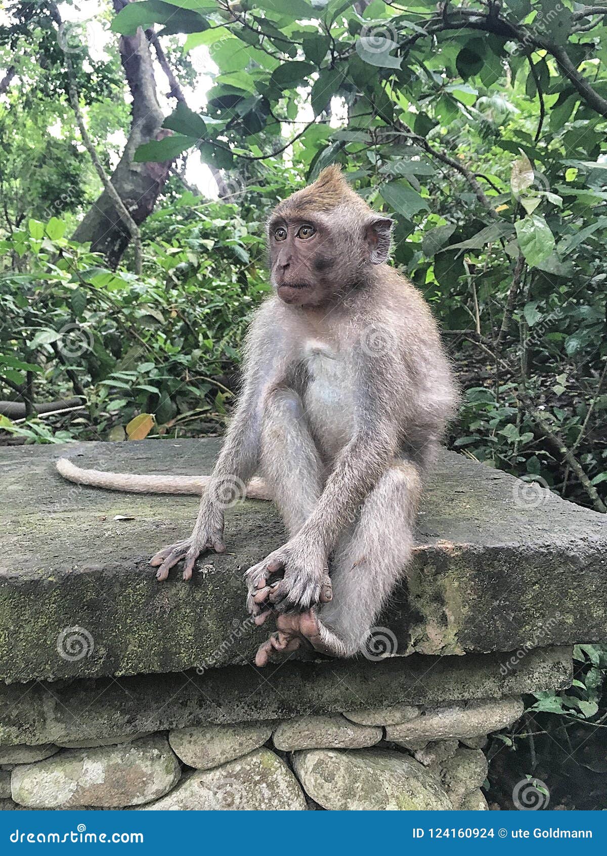 Un Mono En El Bosque Del Mono En Ubud Foto de archivo - Imagen de ...
