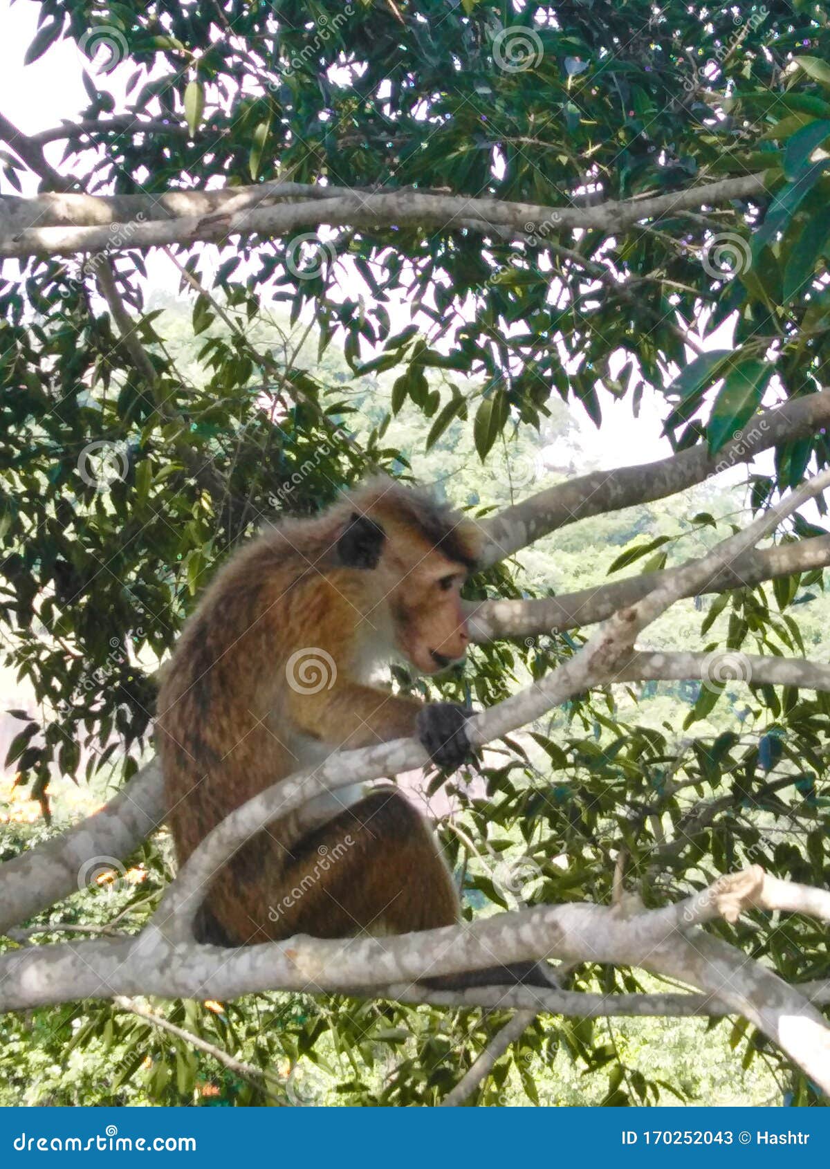 Un mono en la selva imagen de archivo. Imagen de sentada - 170252043