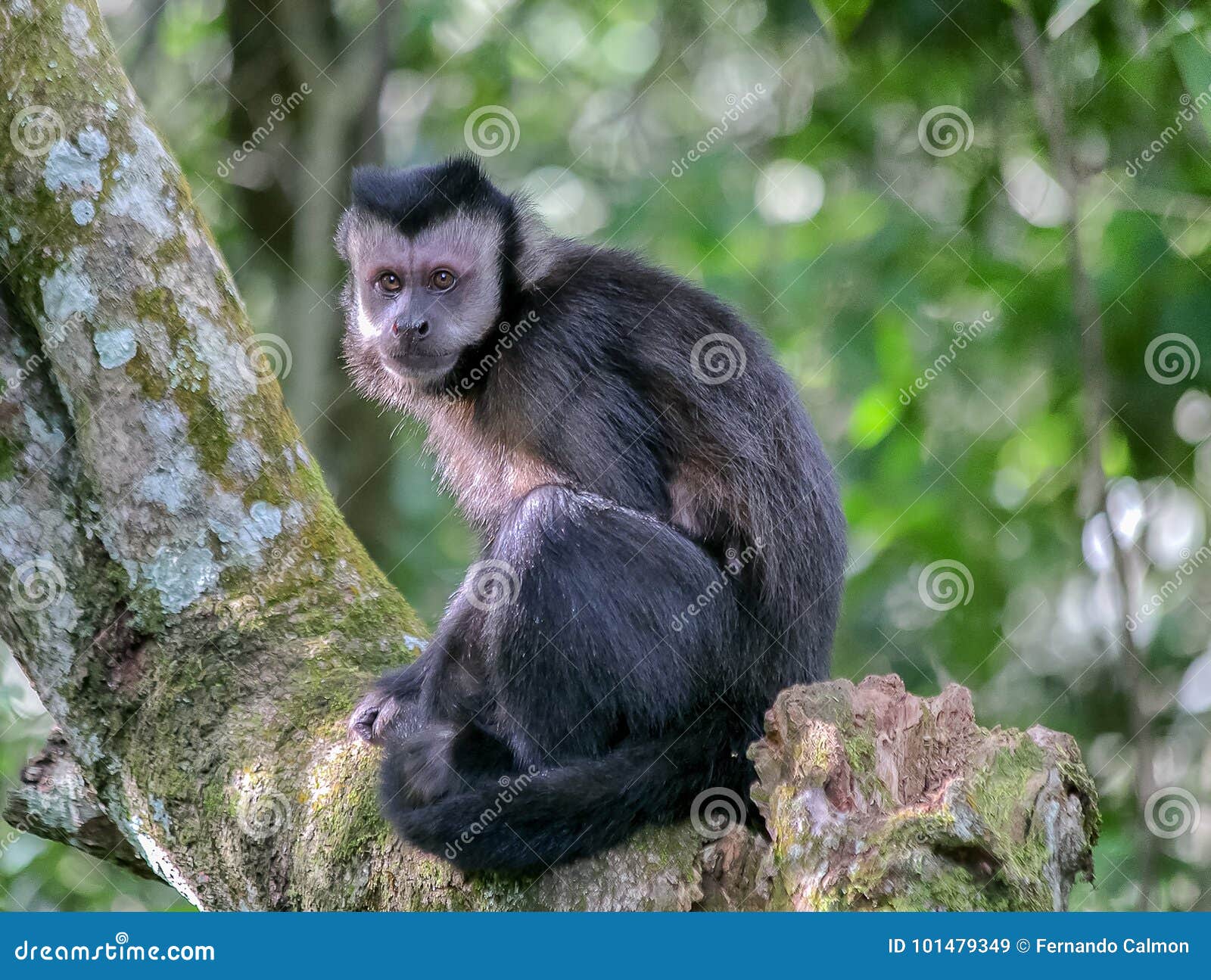 Un Mono En La Selva De Argentina Imagen de archivo - Imagen de ojos ...