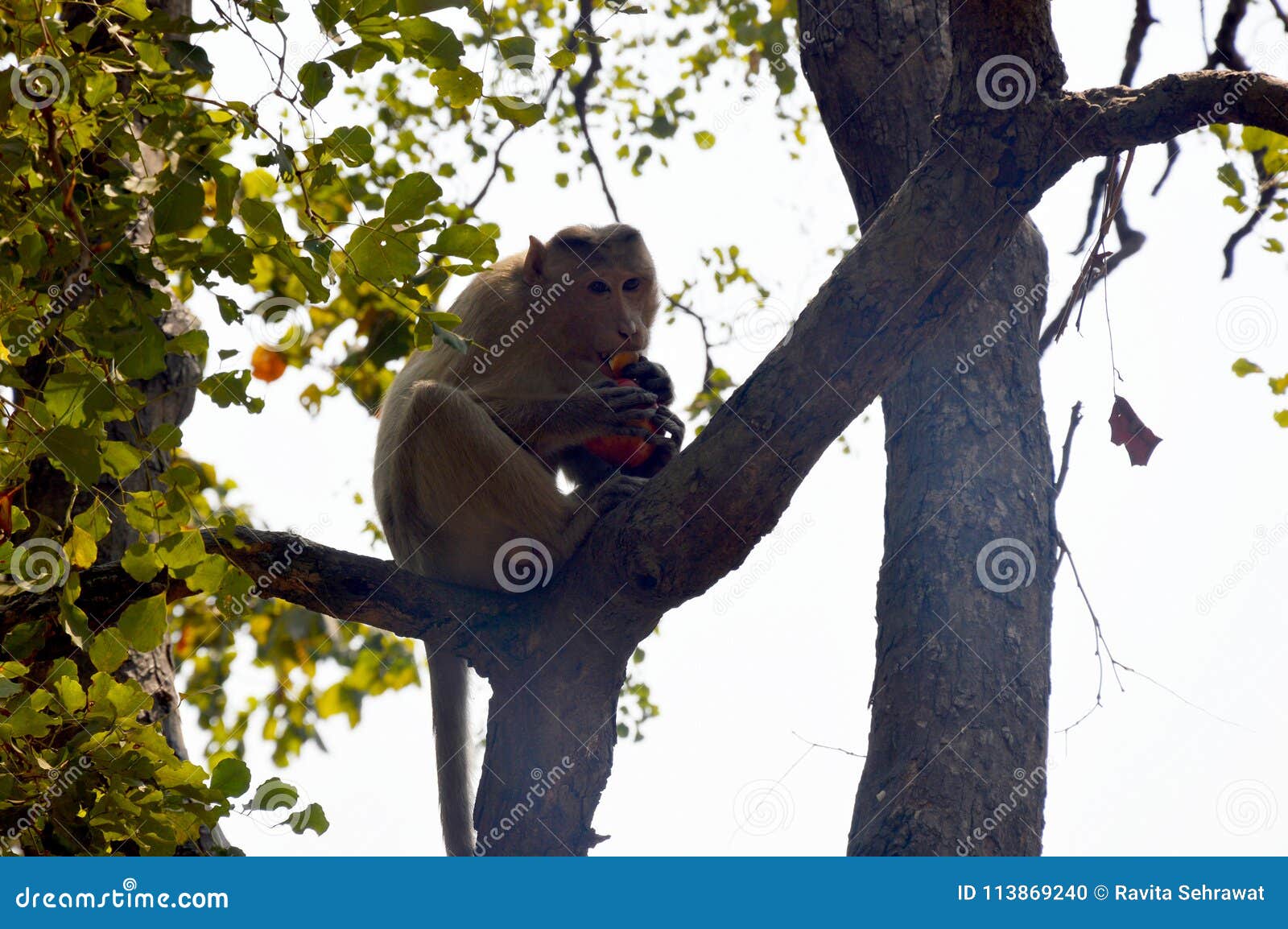 Un Mono Hambriento Que Come La Comida Foto de archivo - Imagen de ...