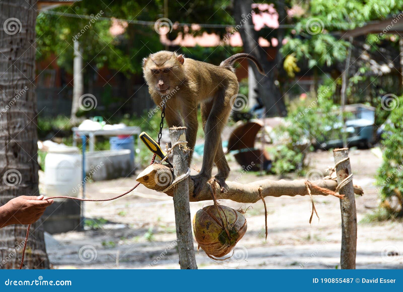 Un Mono Tiene Que Trabajar En Una Granja De Coco En Ko Samui Imagen de ...