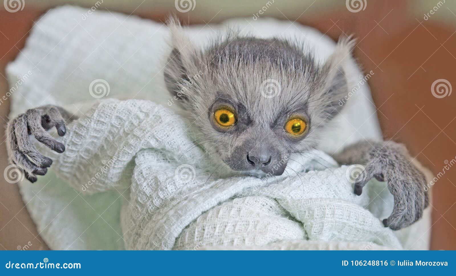 Un mostro del bambino fotografia stock. Immagine di africa - 106248816