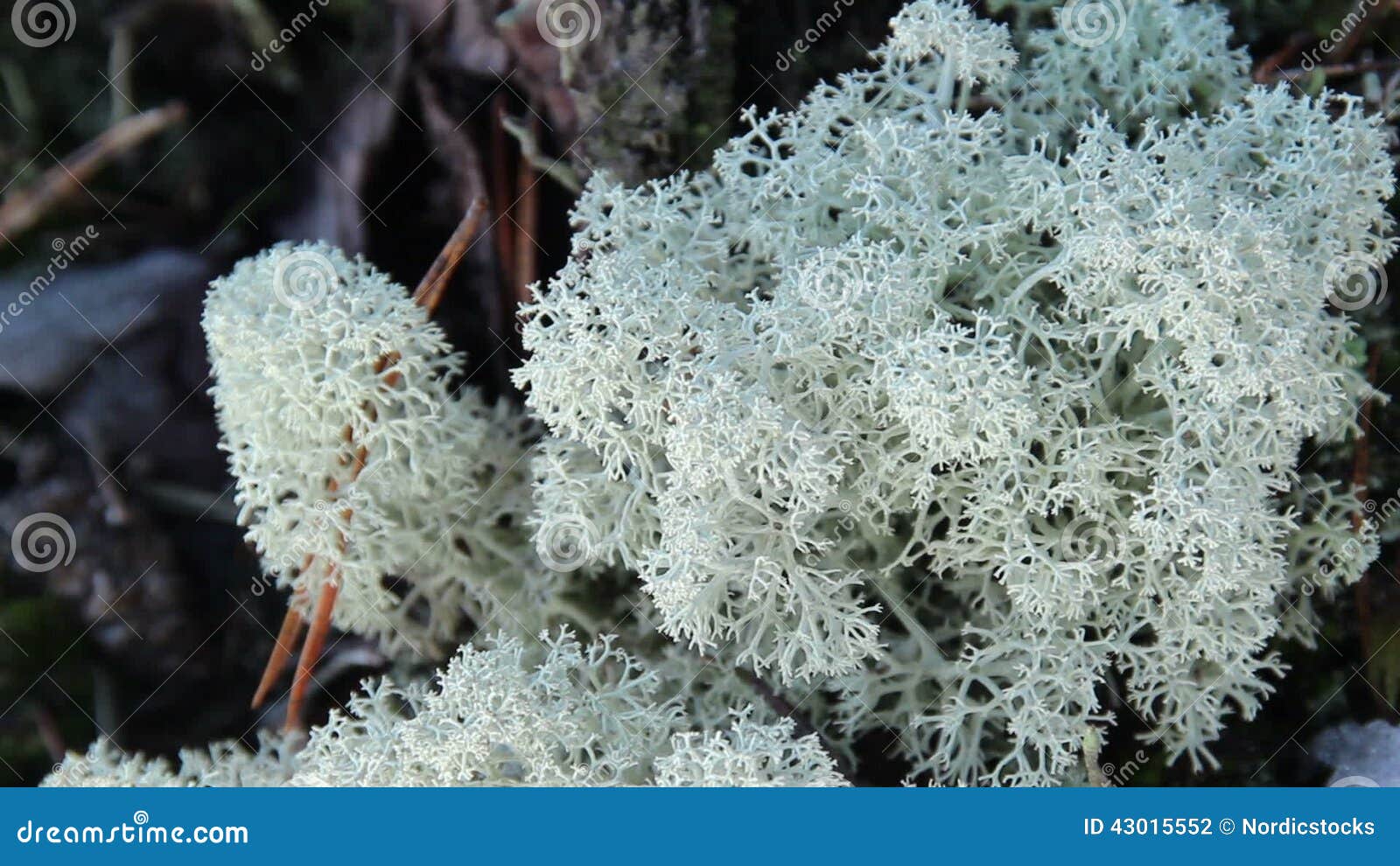 Un musgo blanco grueso metrajes. Vídeo de musgo, descubierto - 43015552