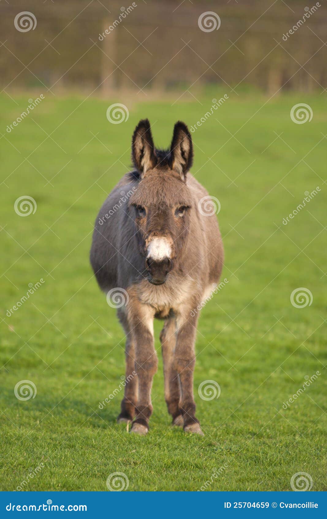 Un âne Mignon Images libres de droits - Image: 25704659