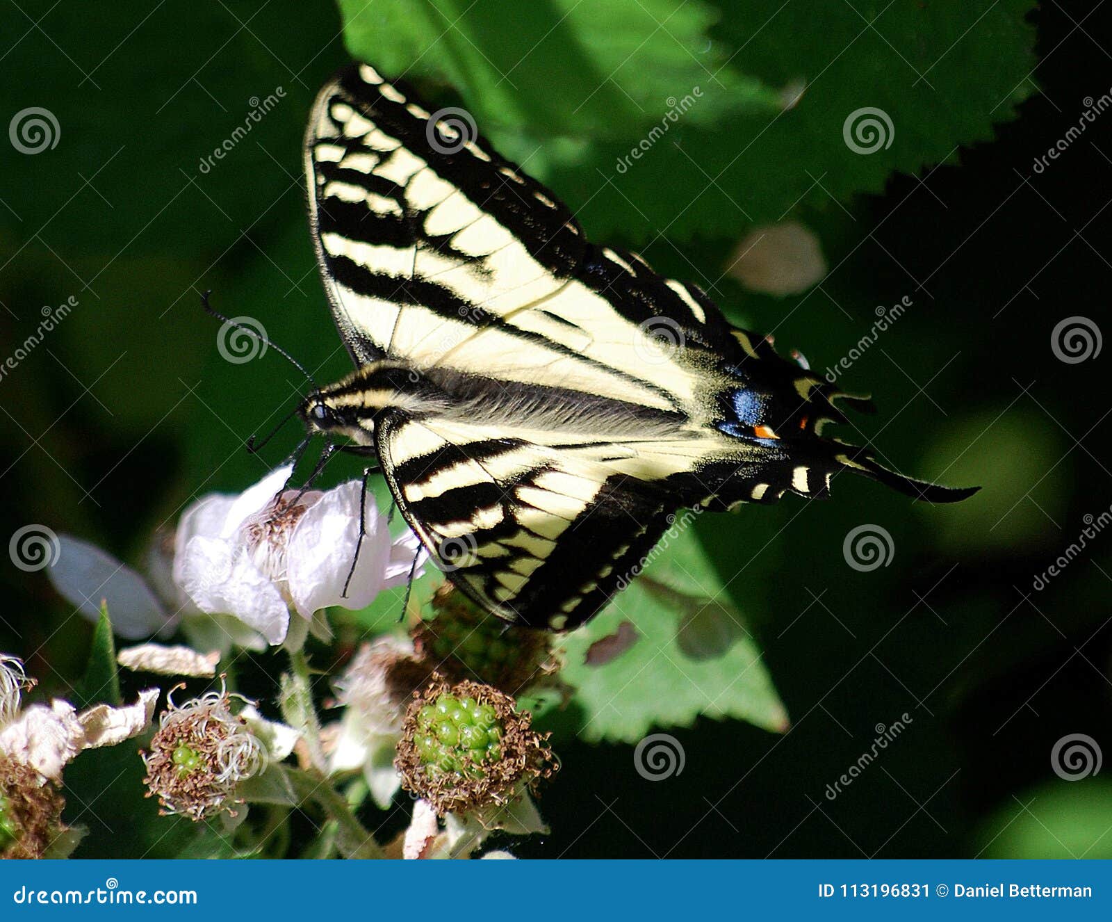 Un Nectar Sirotant De Papillon Sensible D'une Fleur De Baie Image stock ...