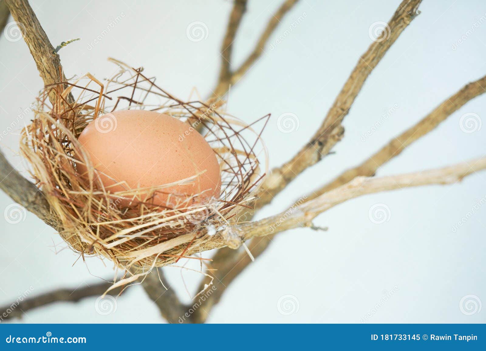Un Nido Con Un Huevo En Las Ramas Imagen de archivo - Imagen de casero ...