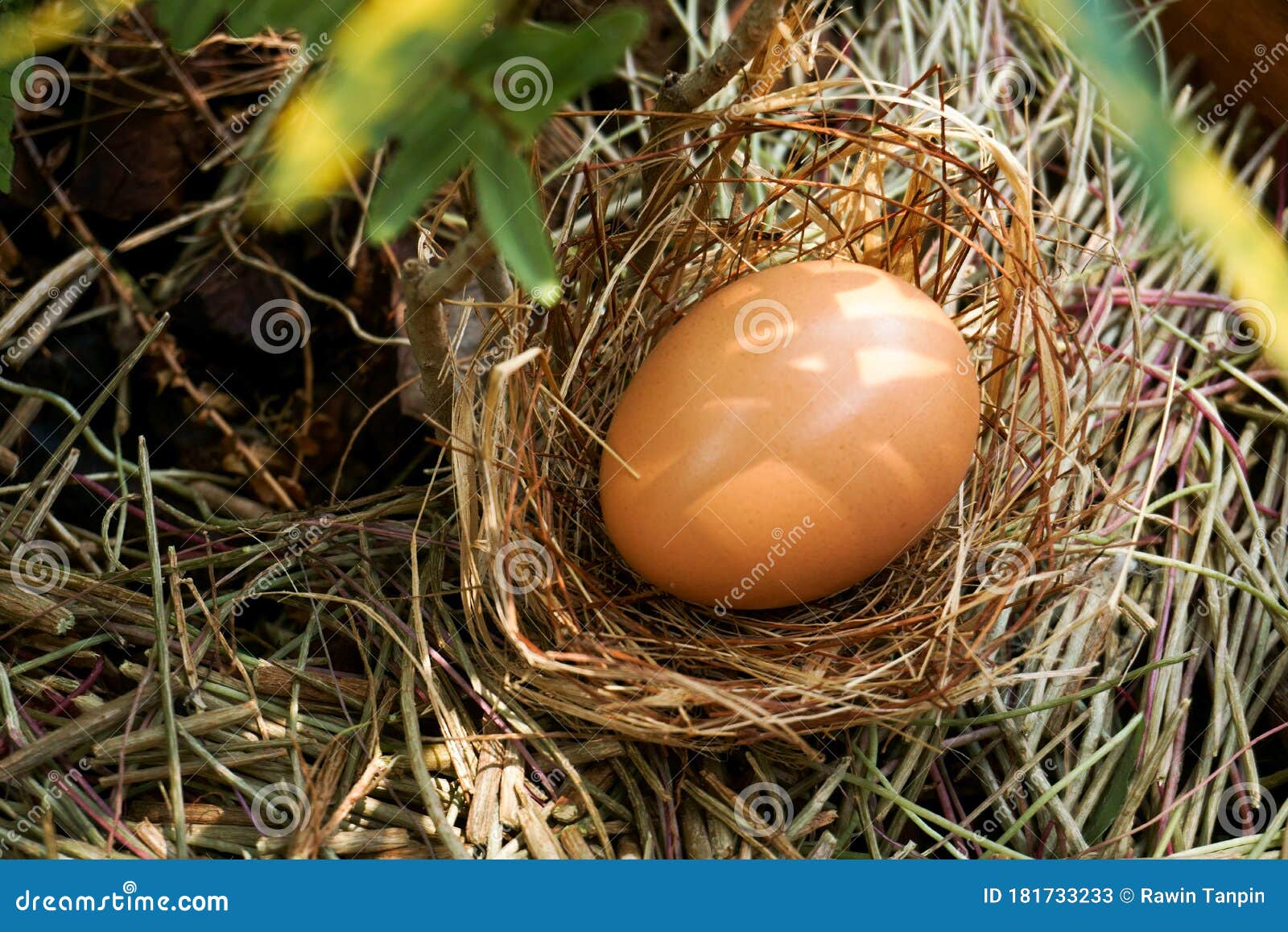 Un Nido Con Un Huevo Sobre Ramas Imagen de archivo - Imagen de lindo ...