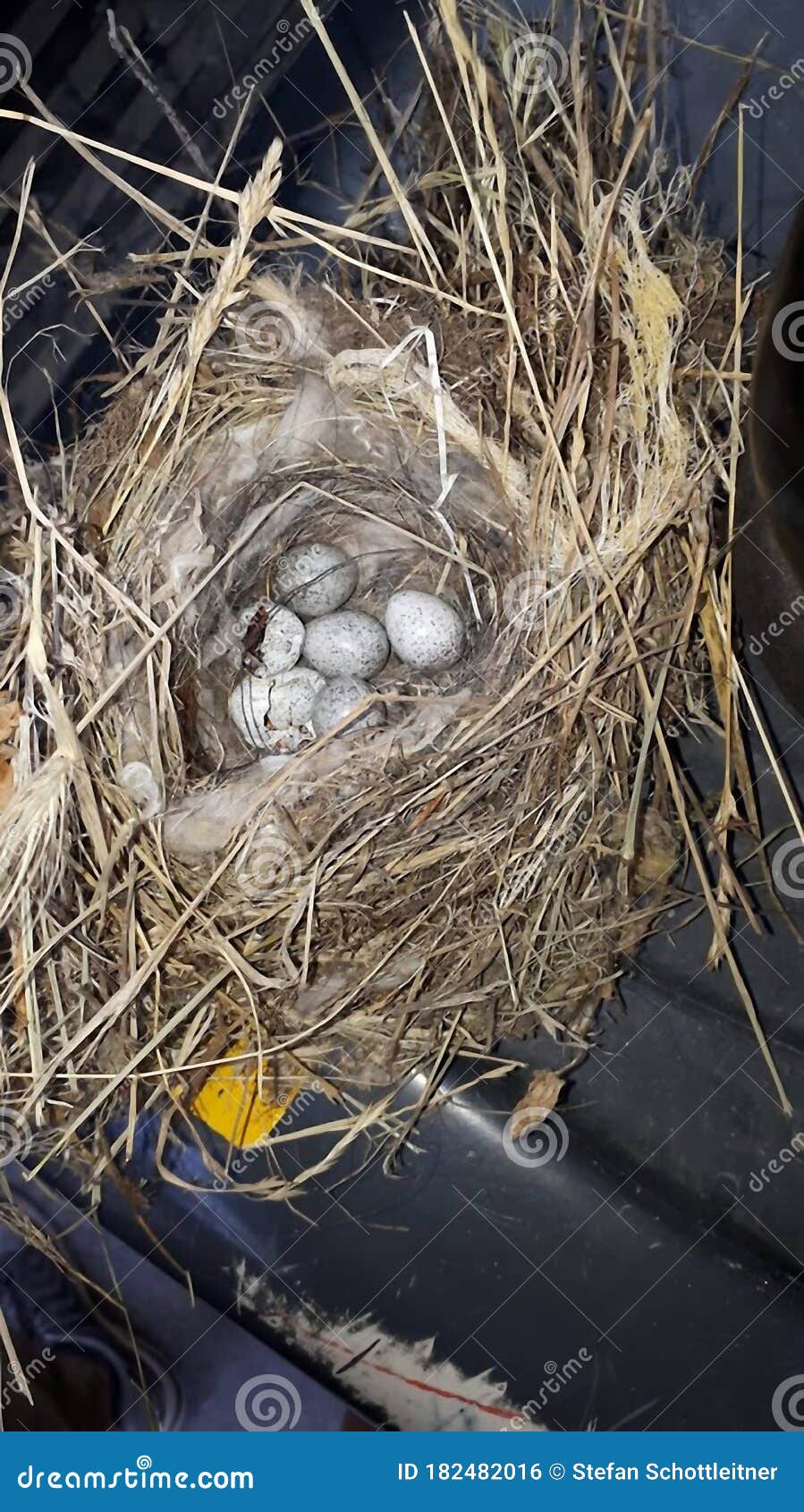 Un nido con huevos foto de archivo. Imagen de animal - 182482016