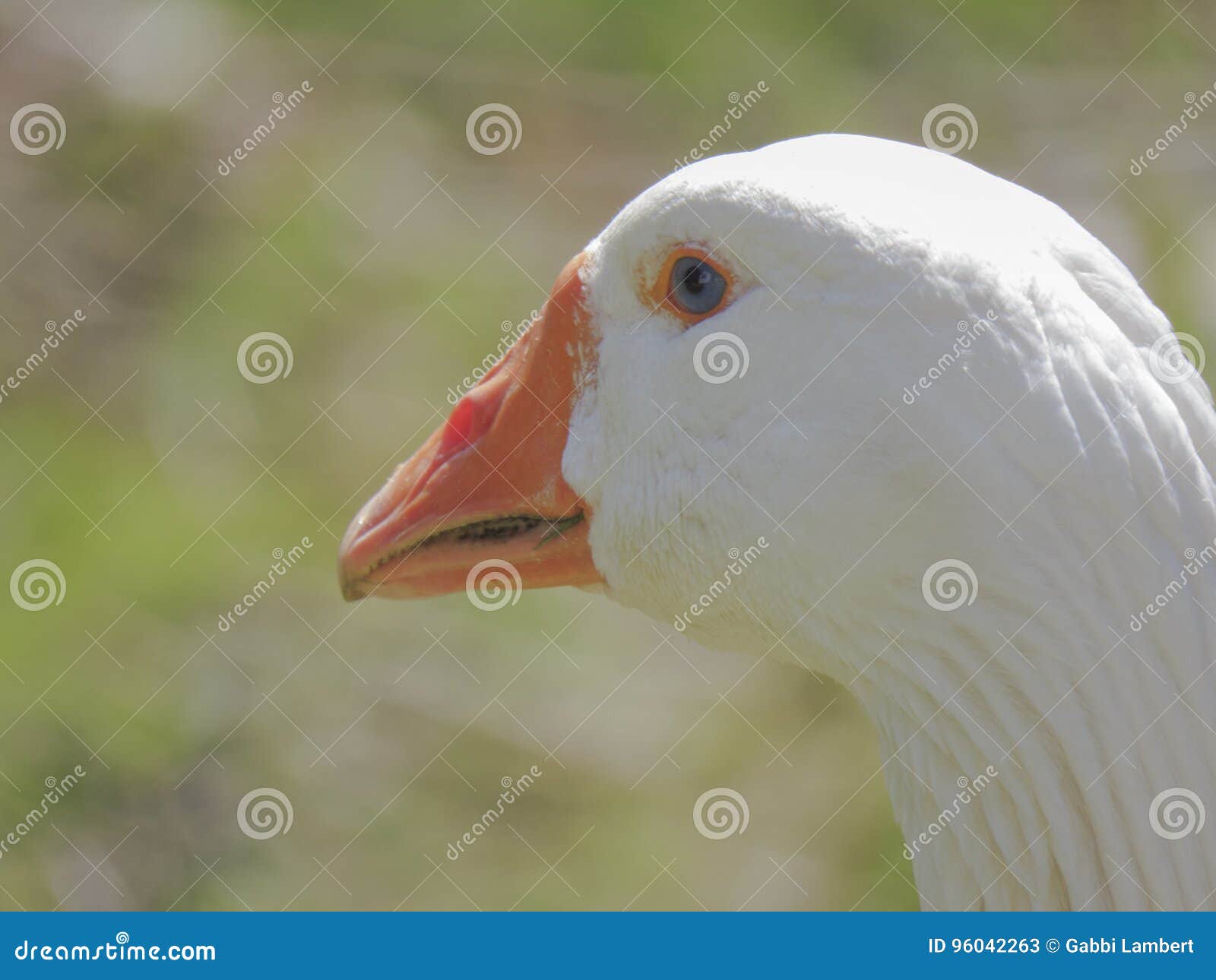 Un'oca bianca che ringhia immagine stock. Immagine di sfondo - 96042263