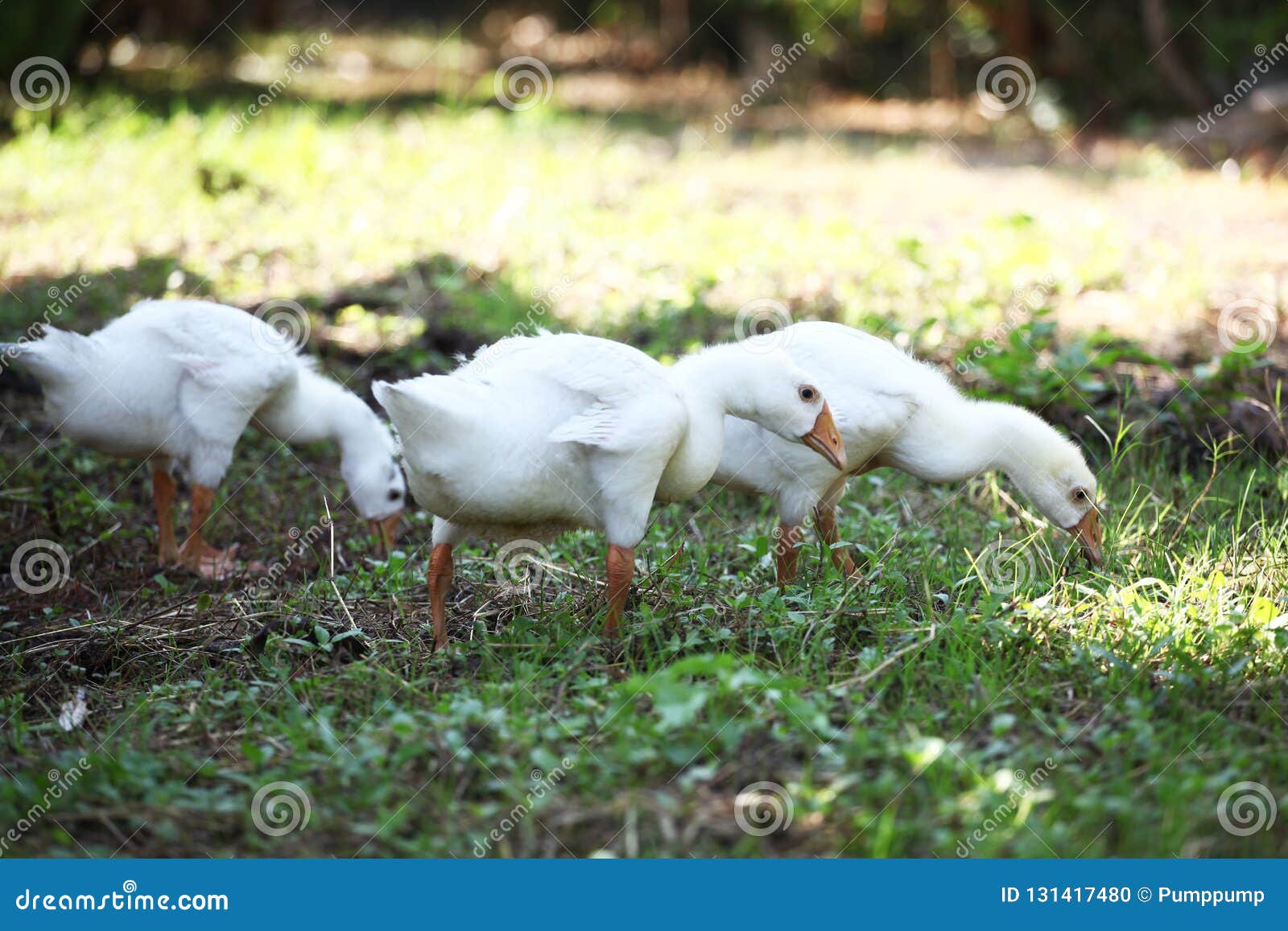 Un'oca Bianca Di Tre Bambini in Giardino Fotografia Stock - Immagine di ...
