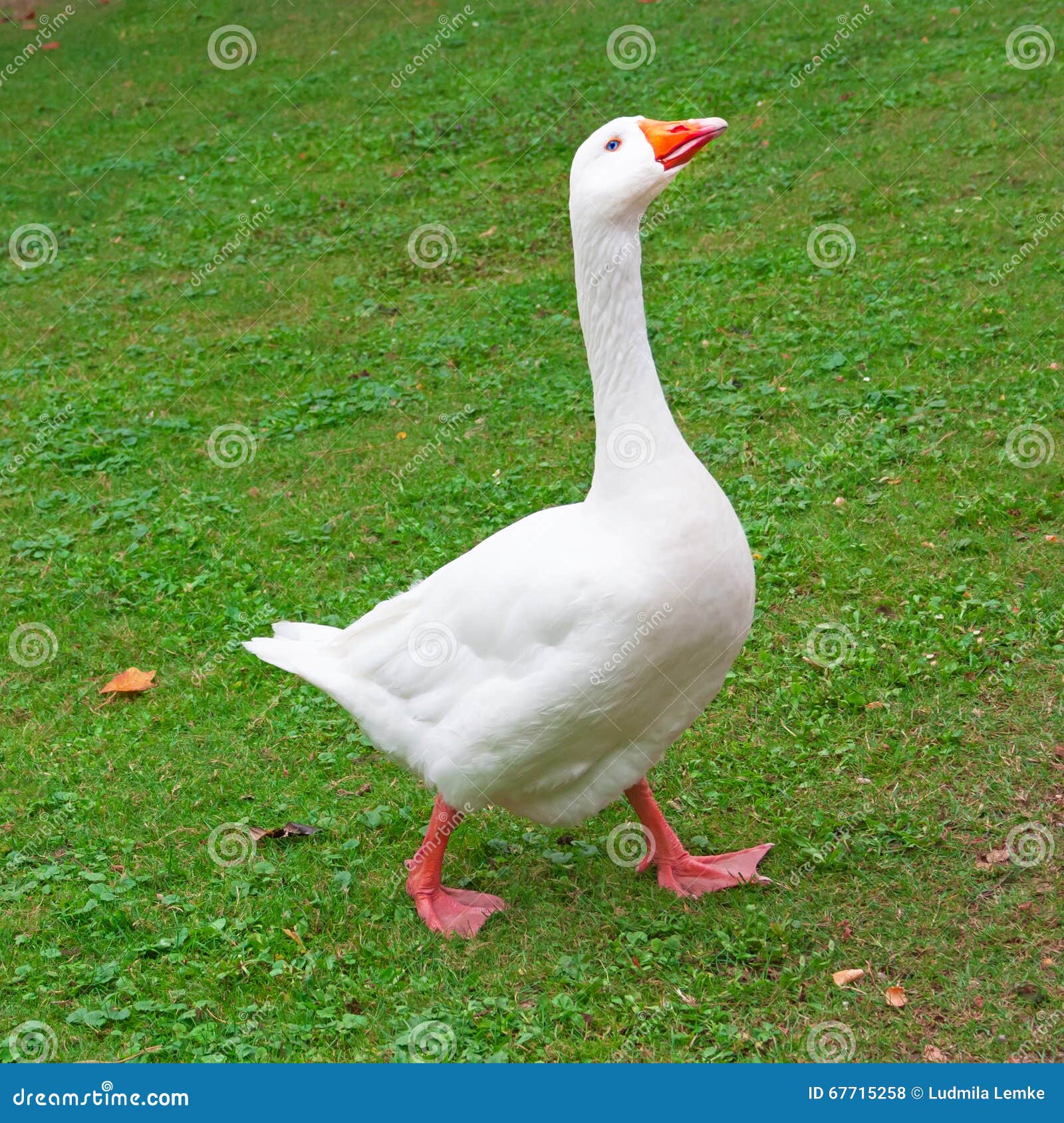 Un'oca Bianca Su Erba Verde Fotografia Stock - Immagine di pets ...