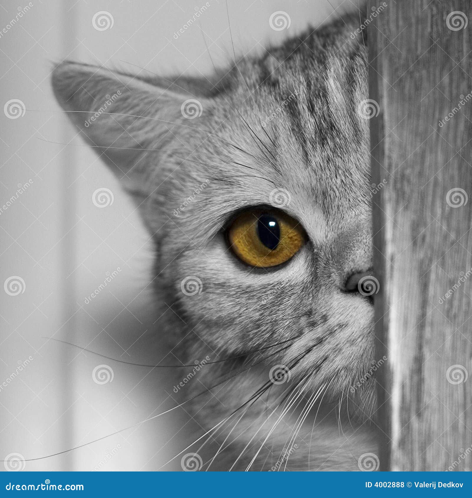 Un ojo foto de archivo. Imagen de gatito, oscuro, casa - 4002888