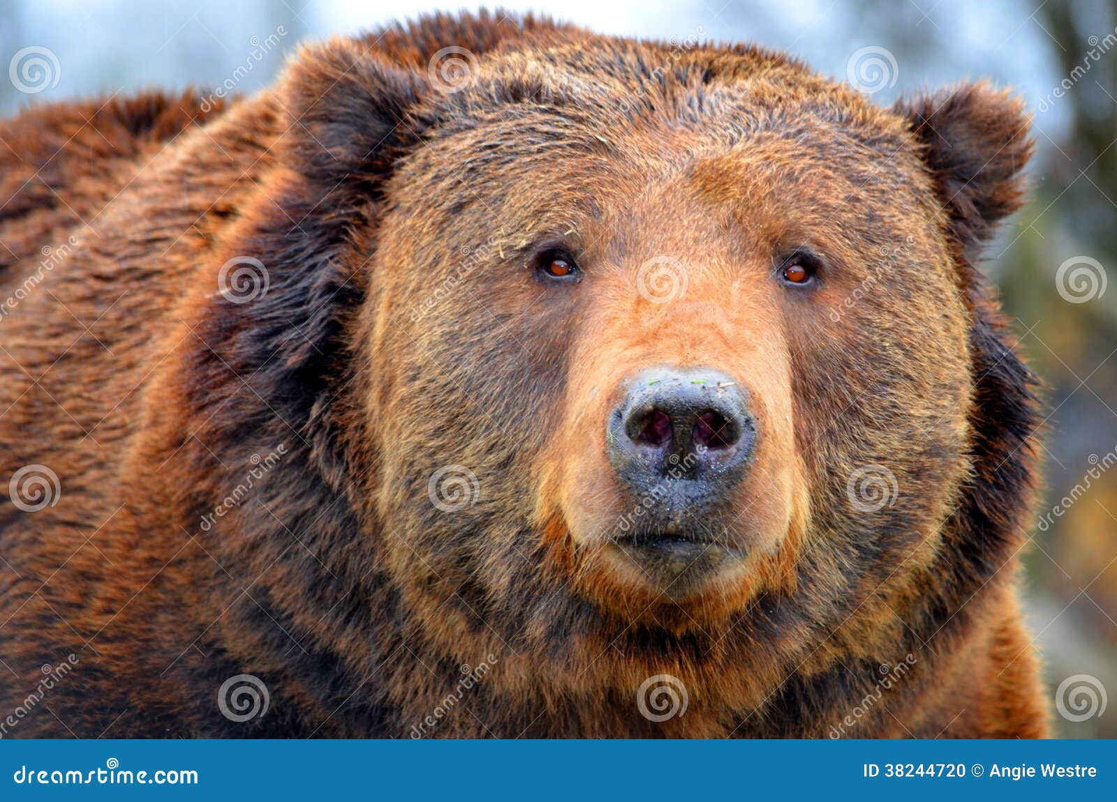 Un oso de Kodiak foto de archivo. Imagen de cara, pardo - 38244720