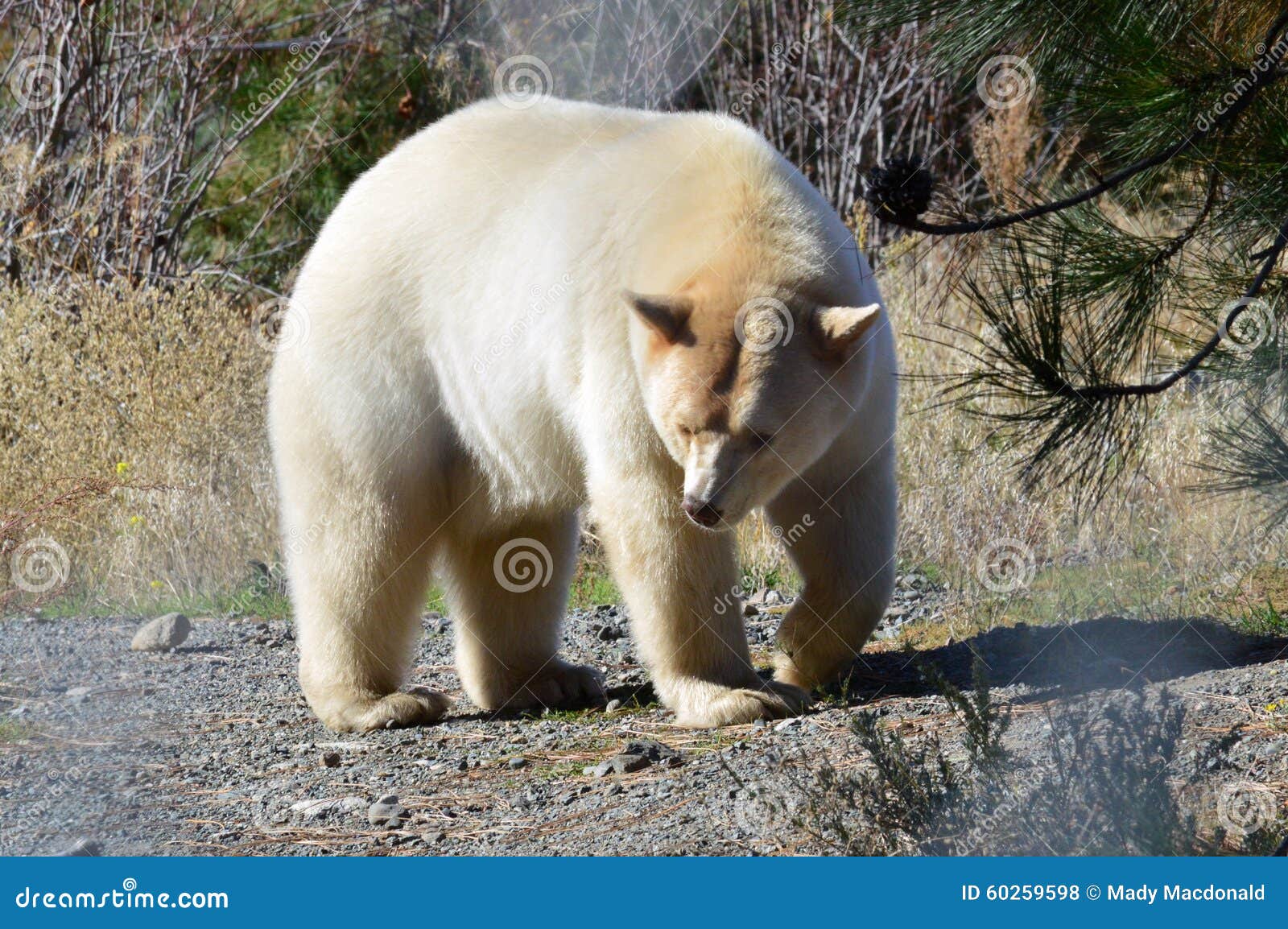 Un Oso Del Alcohol (Kermode) Foto de archivo - Imagen de albino ...