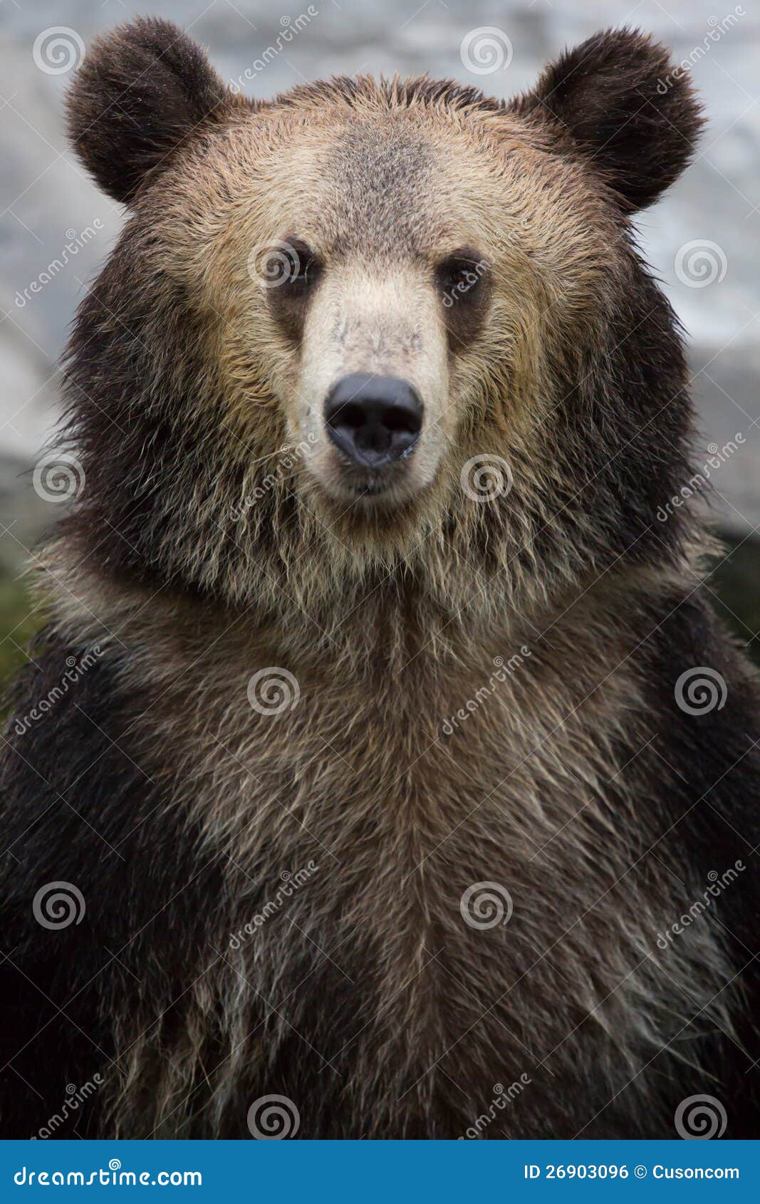 Un oso marrón foto de archivo. Imagen de familia, aférrese - 26903096