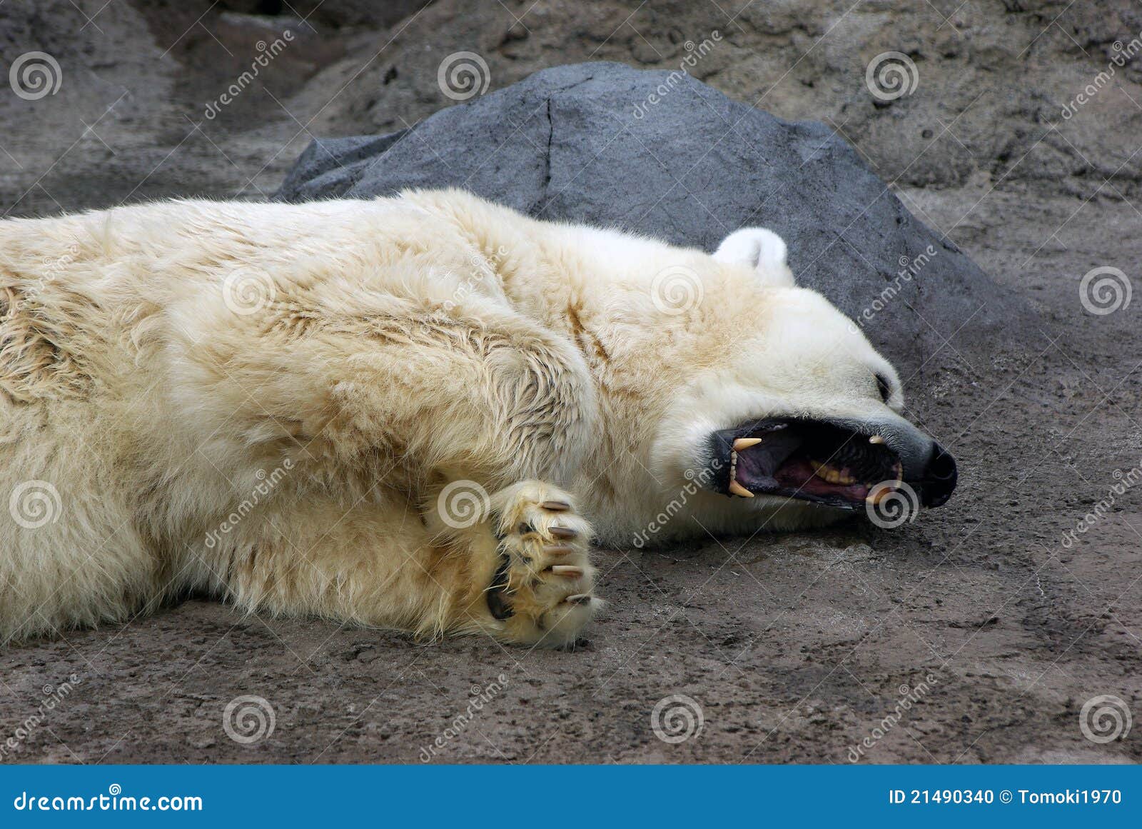 Un oso polar de bostezo foto de archivo. Imagen de hokkaido - 21490340