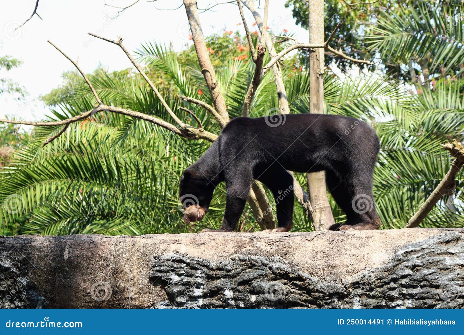 Un Oso Solar Camina Sobre Una Roca Artificial De Cemento. Imagen de ...