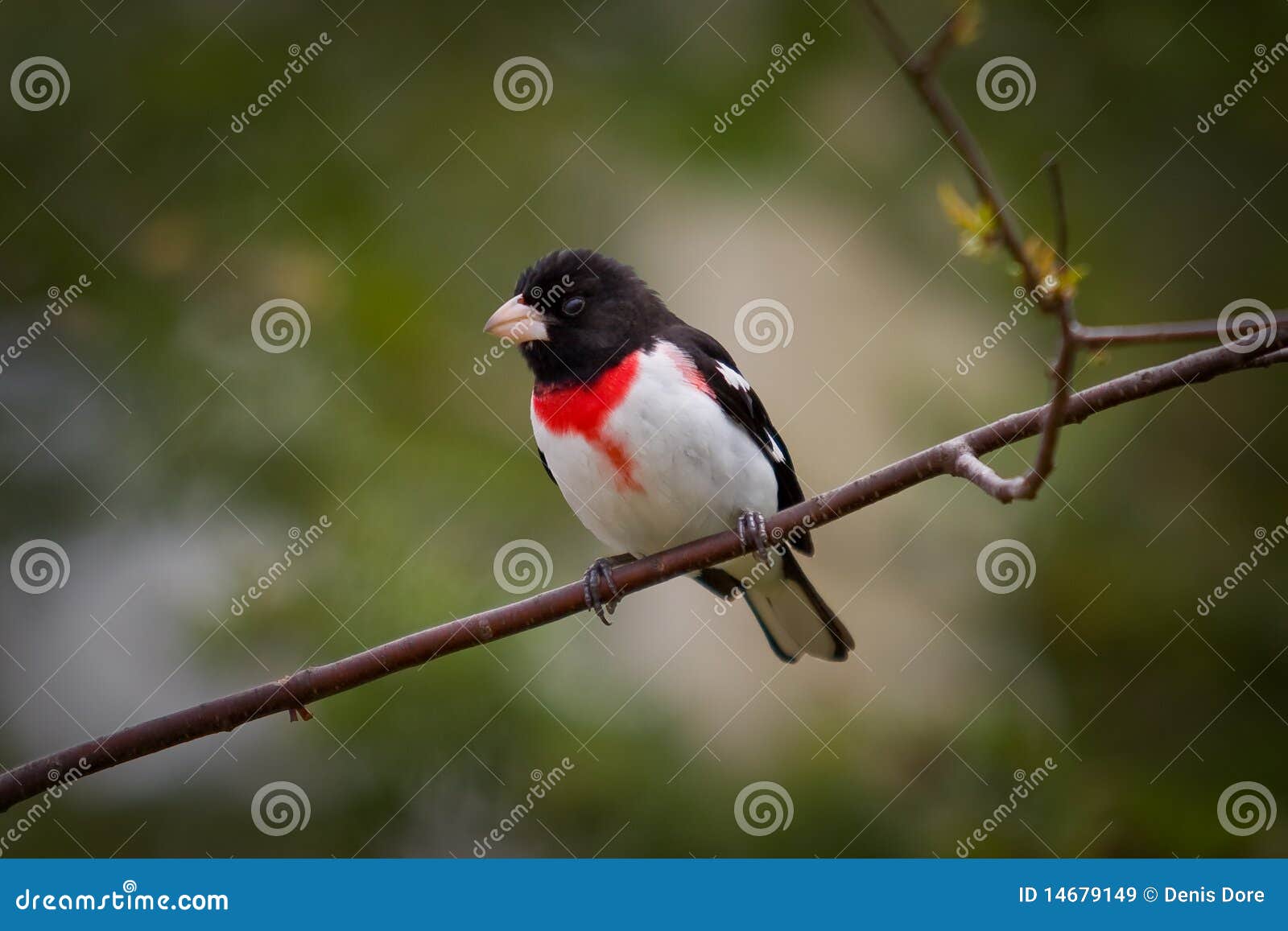 Un pájaro de Rose-Breasted imagen de archivo. Imagen de plumaje - 14679149