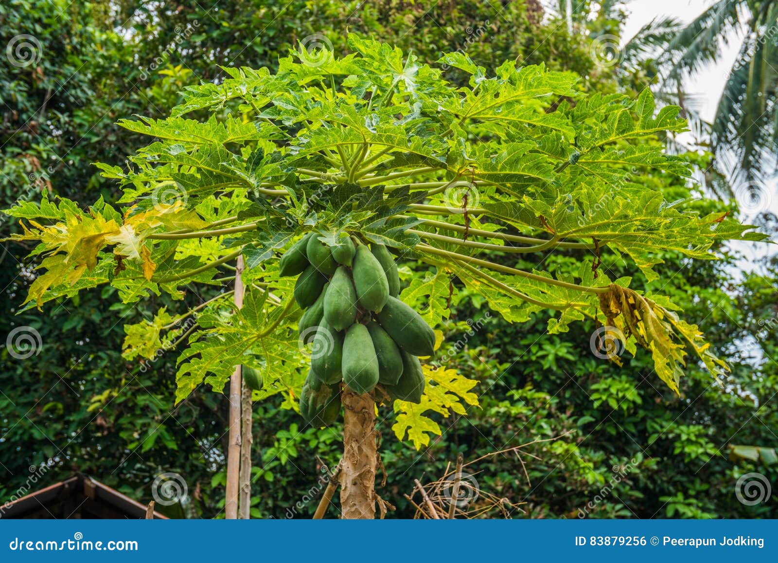 Un papayer dans le jardin photo stock. Image du exotique - 83879256