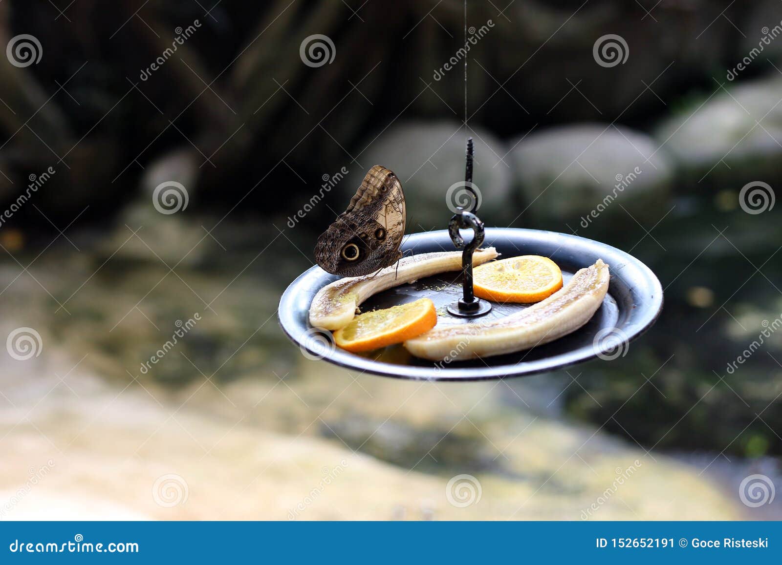 Un papillon mange du fruit image stock. Image du animal - 152652191