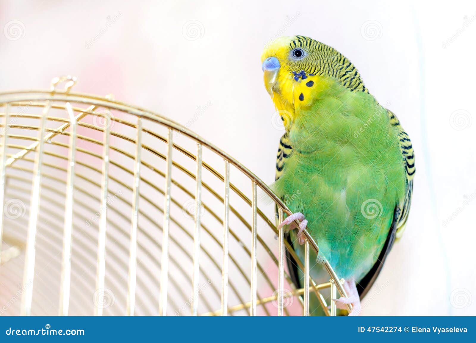 Un Pappagallino Ondulato Verde Fotografia Stock - Immagine di allegro ...