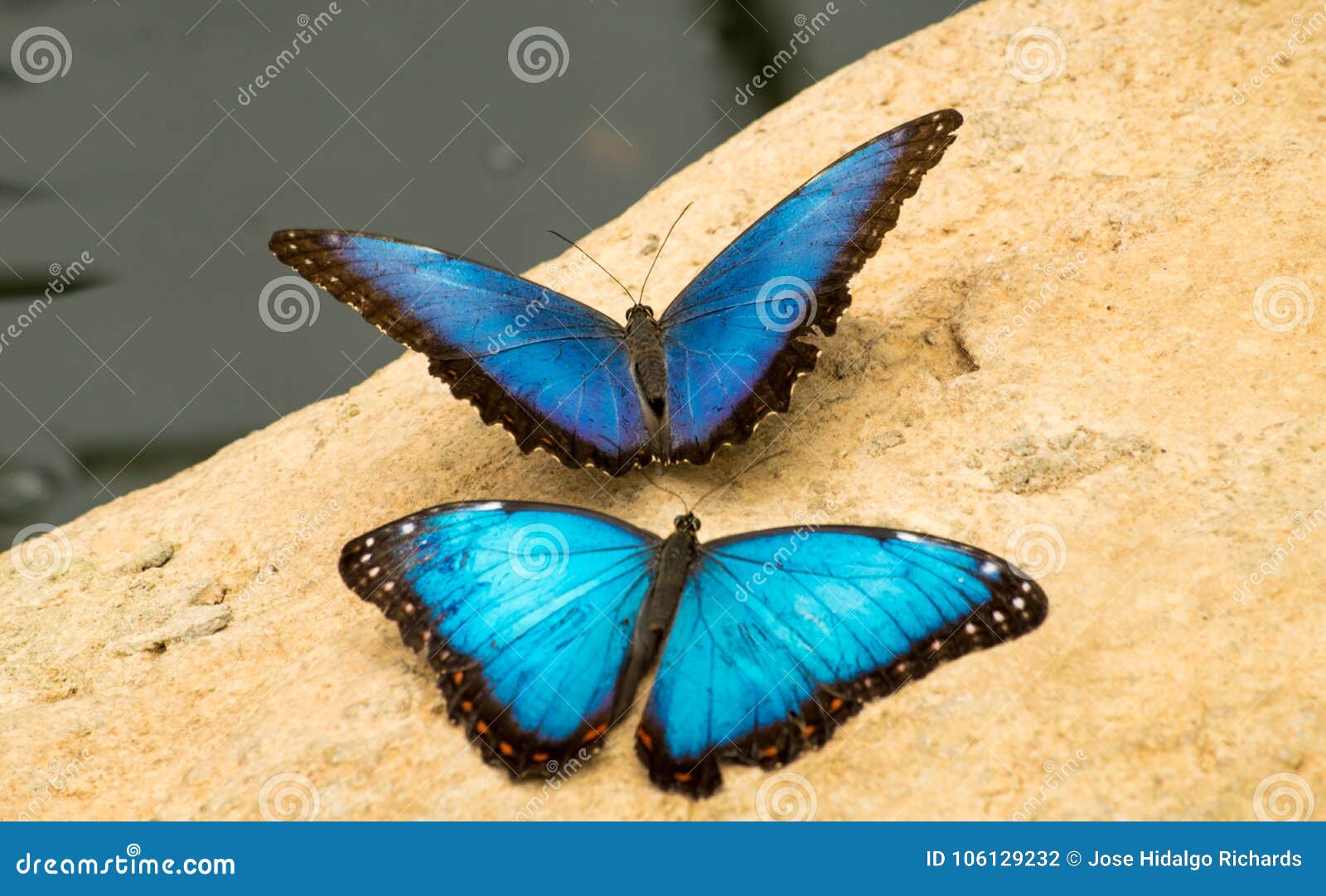 Un par de mariposas azules foto de archivo. Imagen de detalle - 106129232