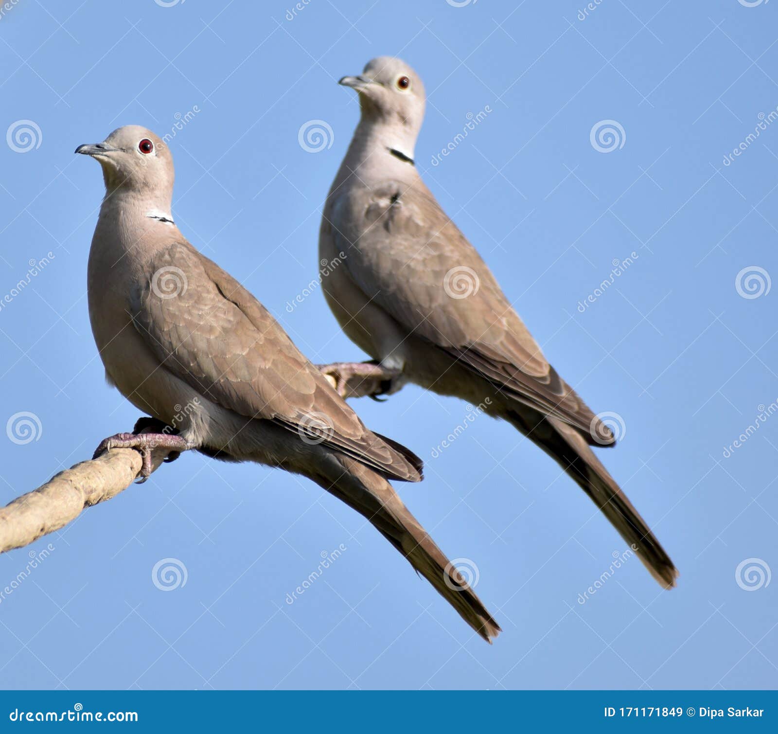 Un par de palomas imagen de archivo. Imagen de palomas - 171171849