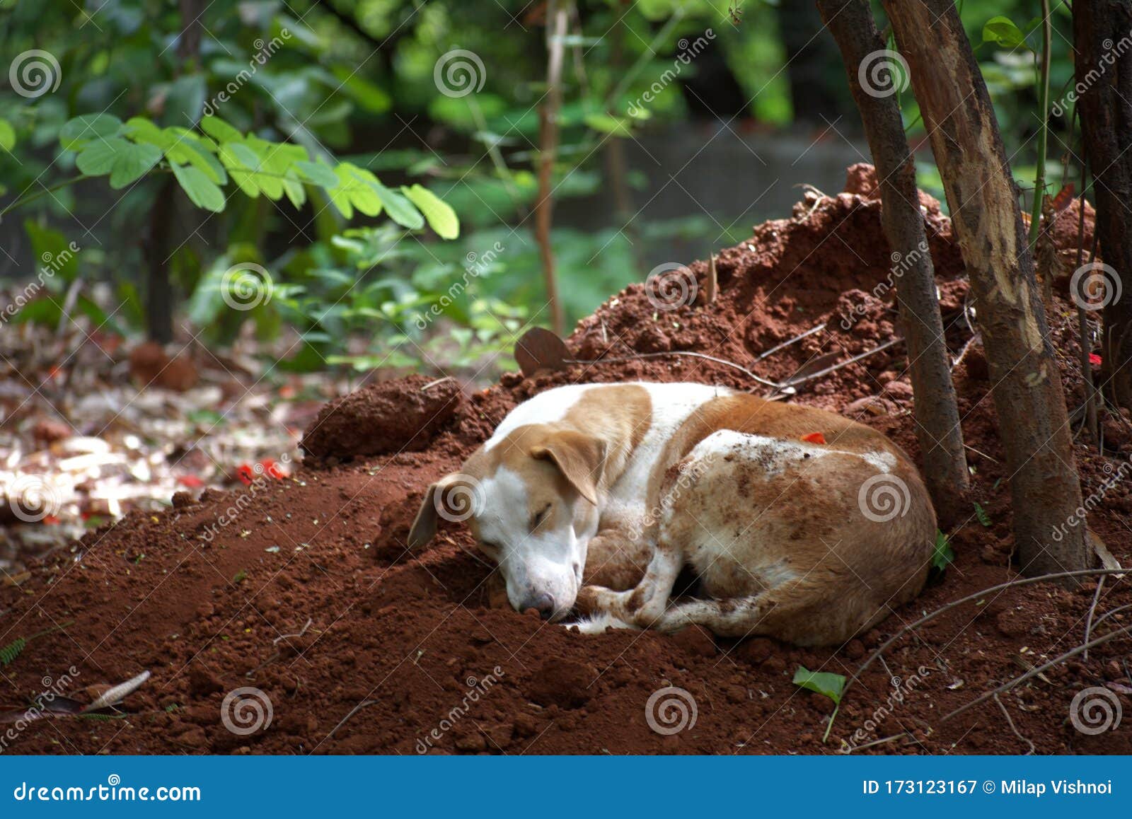 Un Paria Indio Durmiente / Perro Callejero Imagen de archivo - Imagen ...