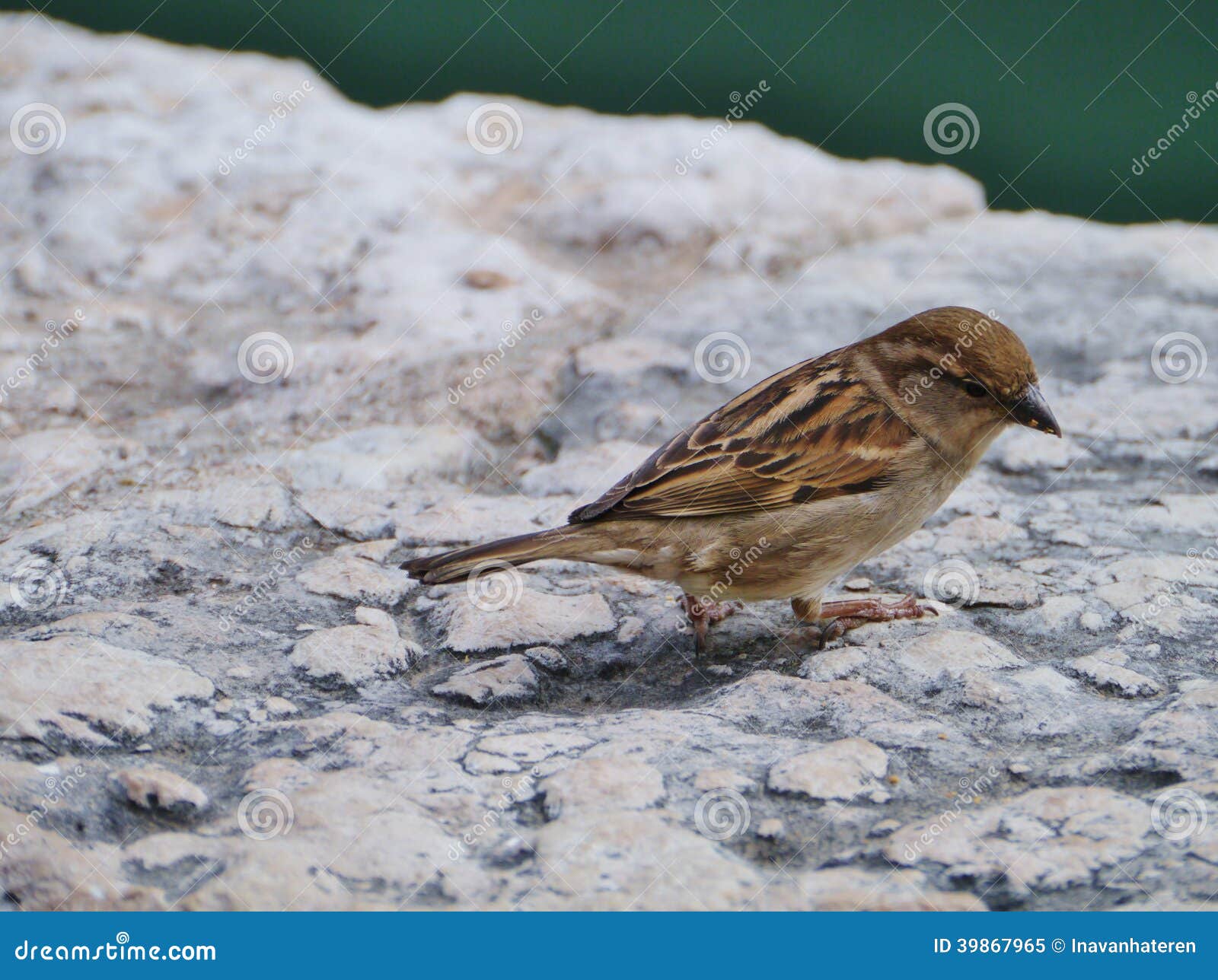 Un passero comune immagine stock. Immagine di animale - 39867965
