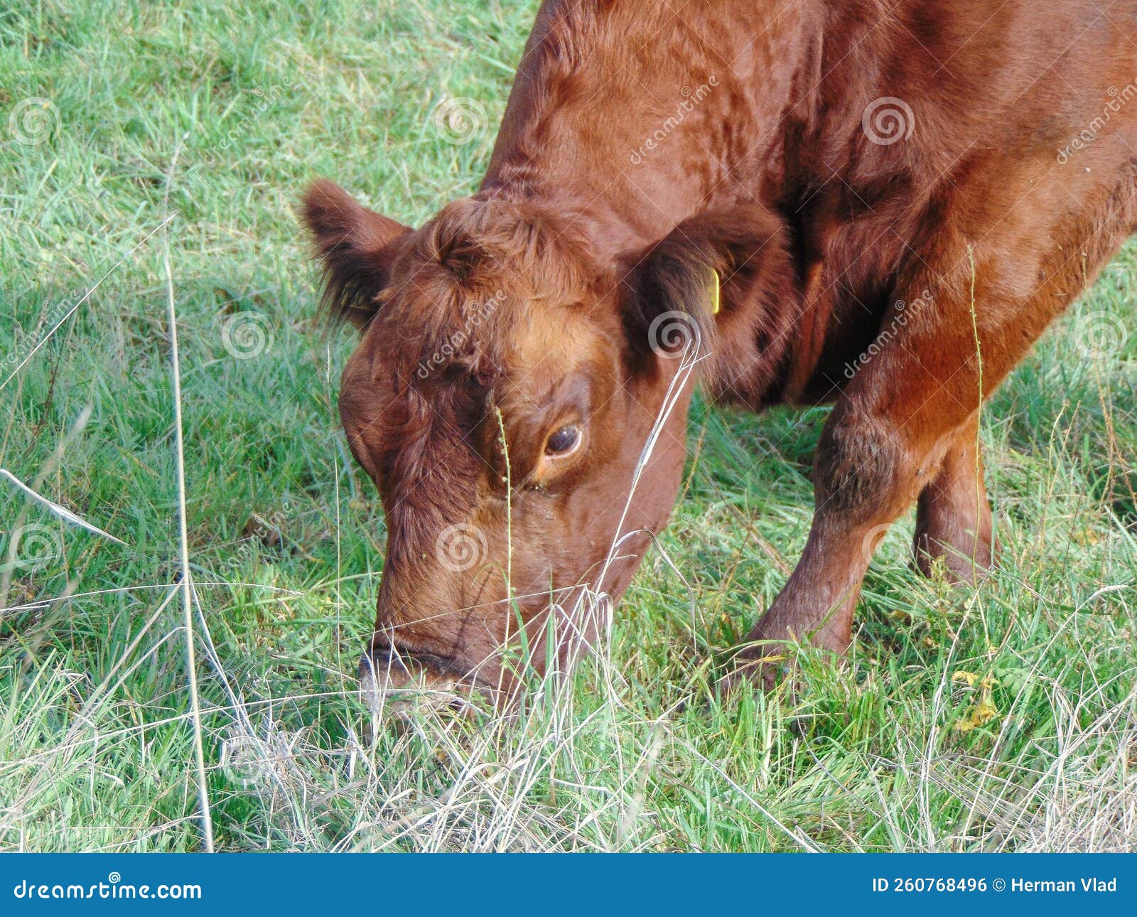Un Pasto De Vaca De Angus Roja Pastorea Foto de archivo - Imagen de ...