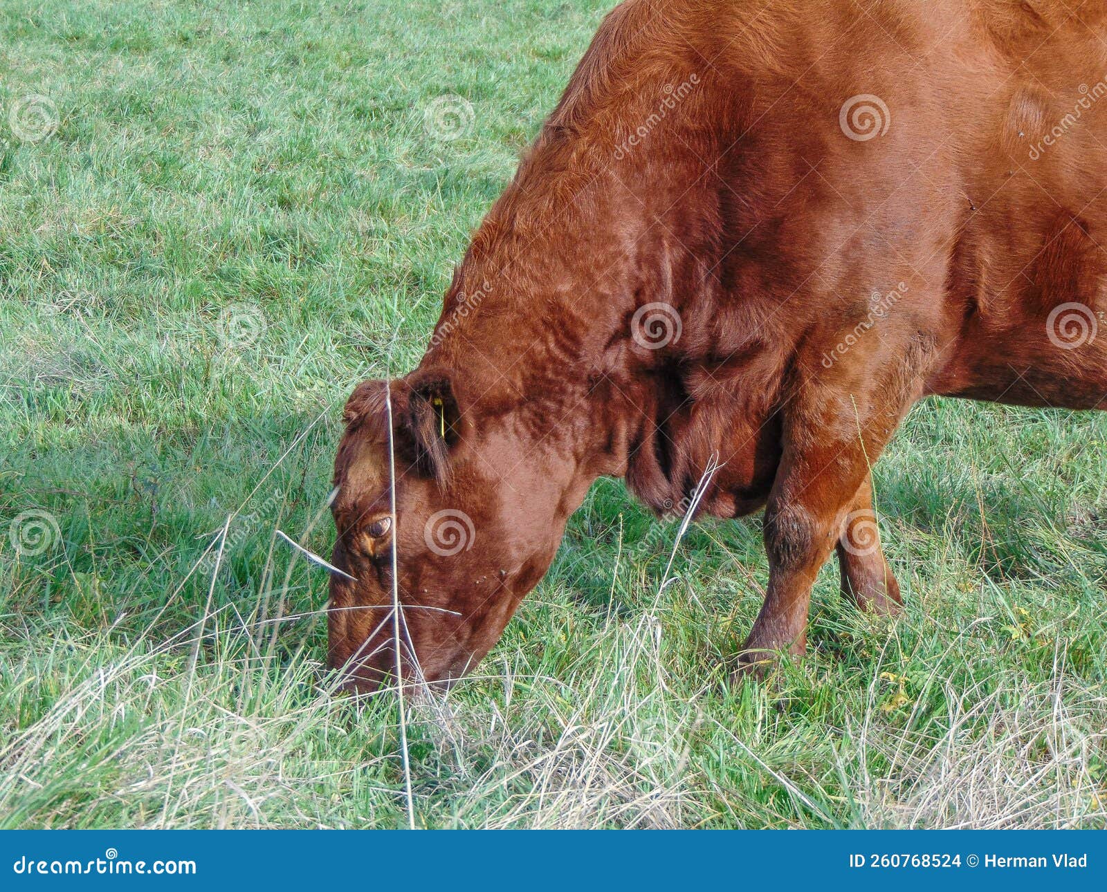 Un Pasto De Vaca De Angus Roja Pastorea Foto de archivo - Imagen de ...
