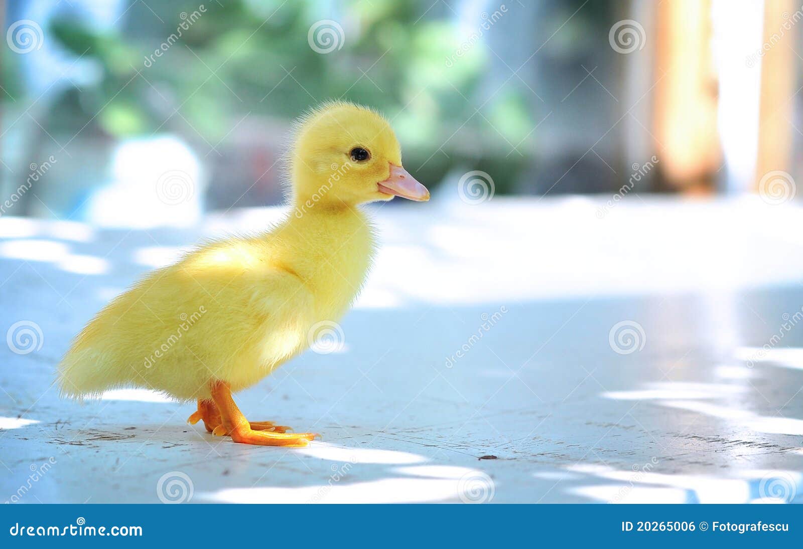 Un pato amarillo del bebé foto de archivo. Imagen de pico - 20265006
