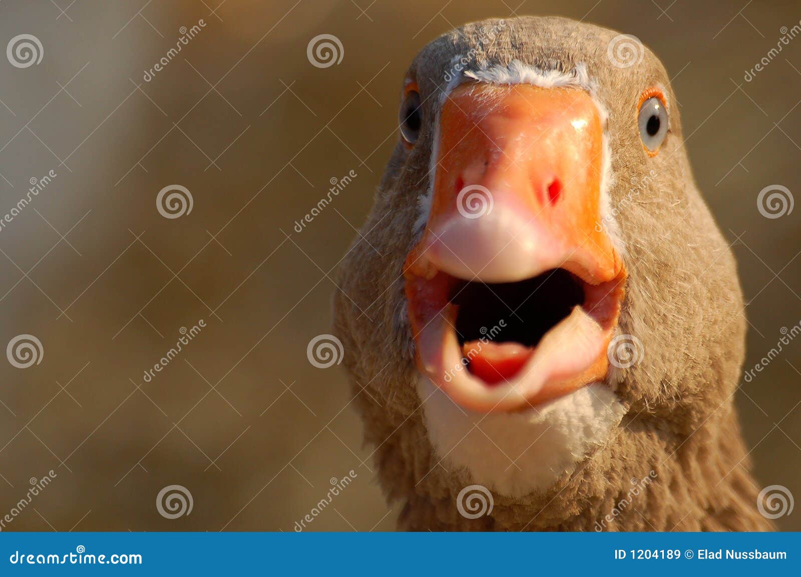 Un pato de grito imagen de archivo. Imagen de pato, ganancia - 1204189