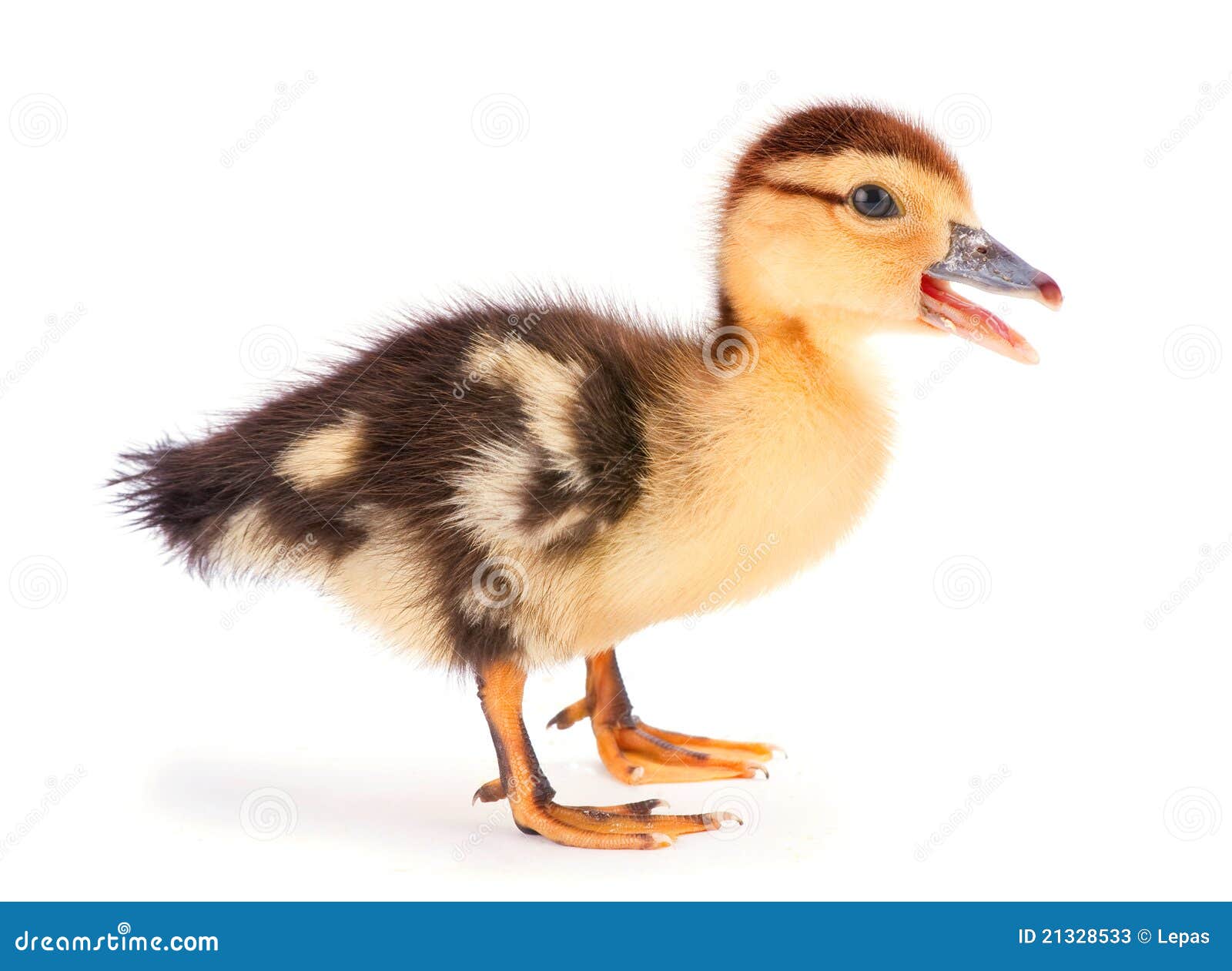 Un pato del bebé imagen de archivo. Imagen de imagen - 21328533