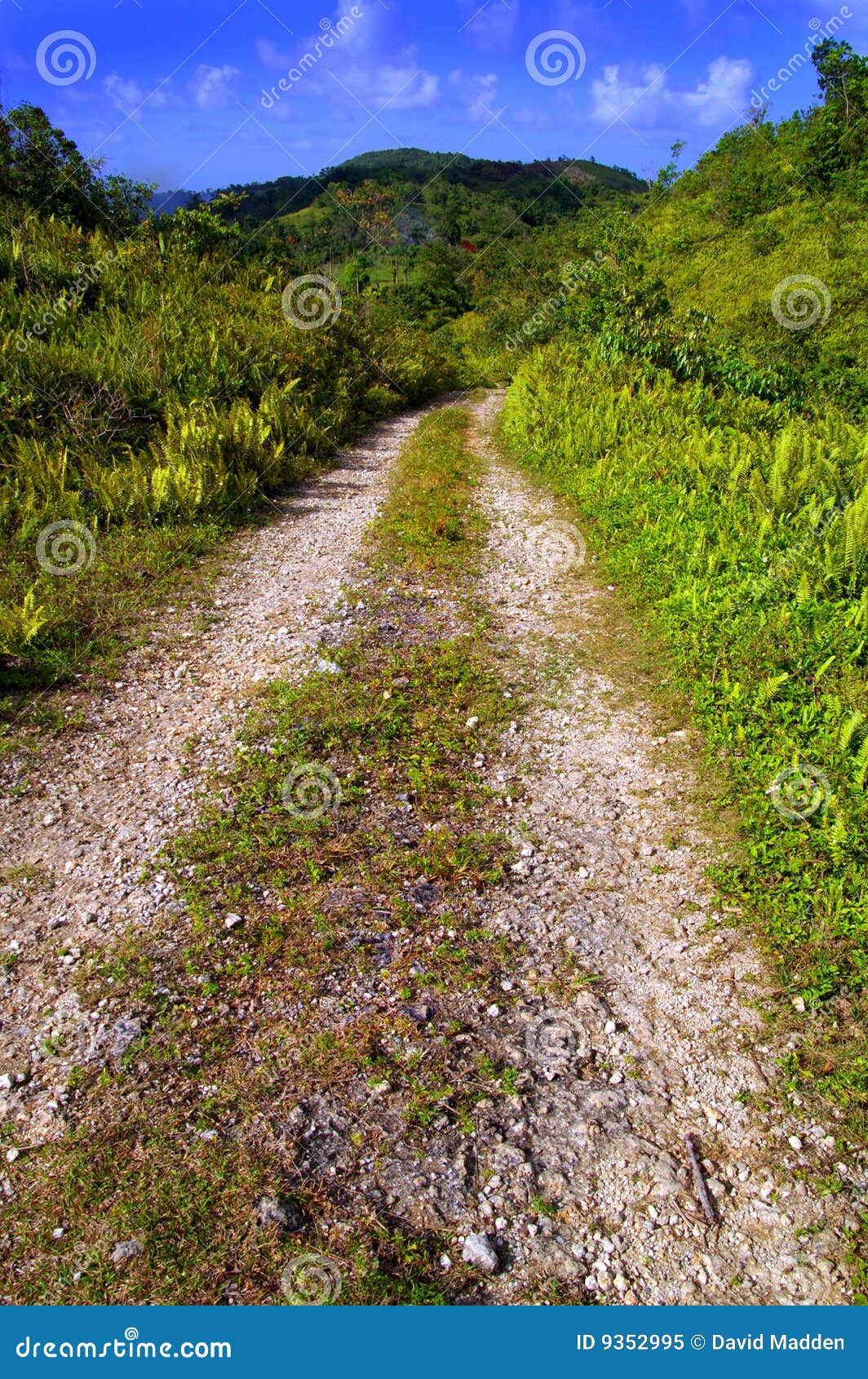 Un-paved rural trail stock image. Image of forest, serene - 9352995