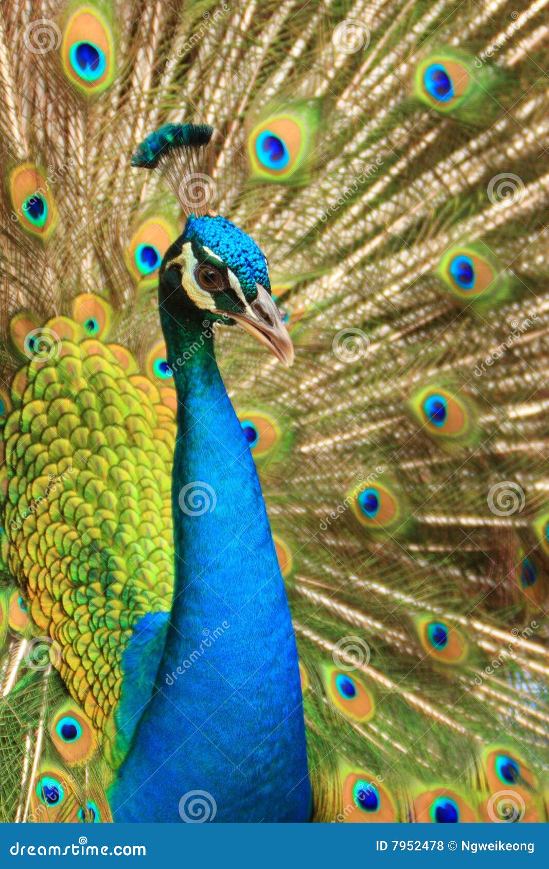 Un Pavone Che Flaunting Le Sue Piume Fotografia Stock - Immagine di ...