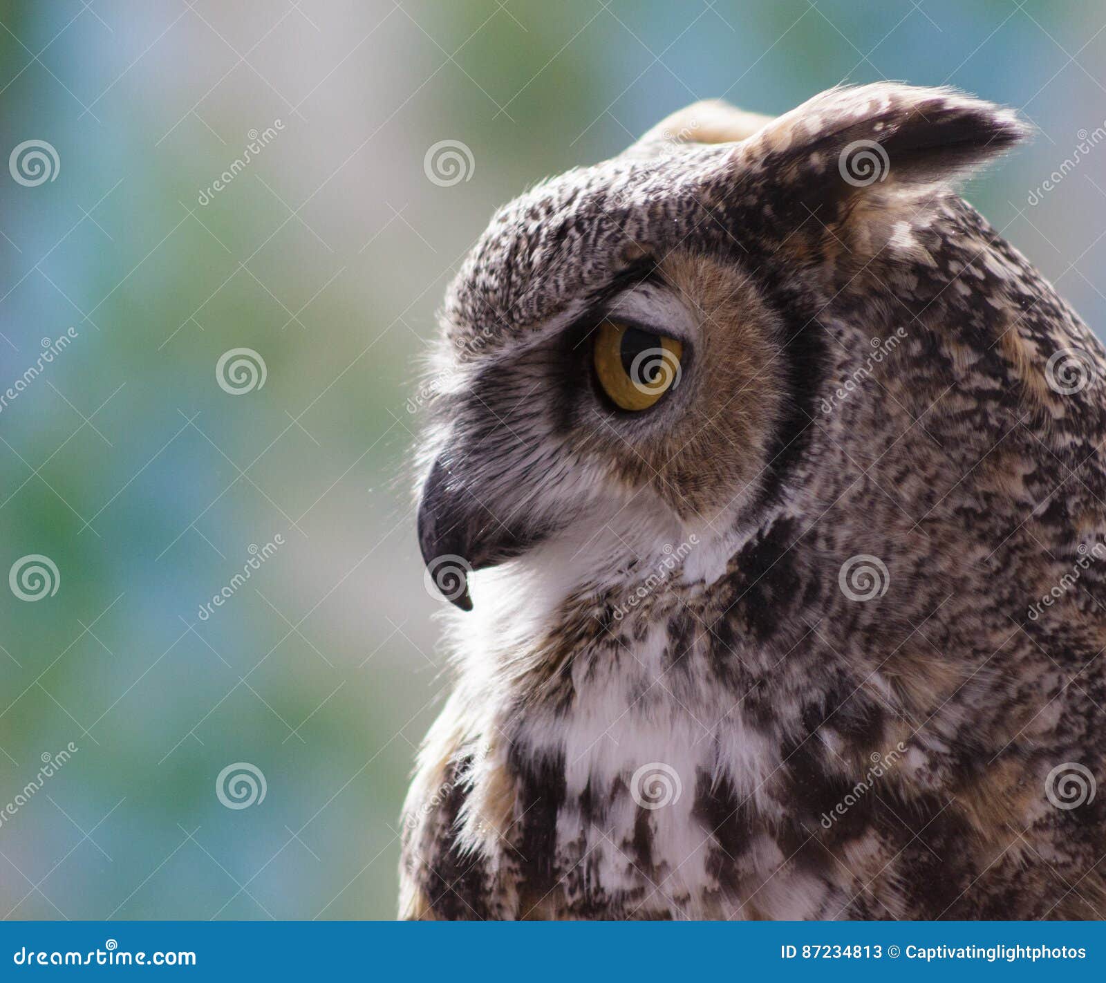 Un Perfil De Un Gran Búho De Cuernos Con Su Imagen de archivo - Imagen ...