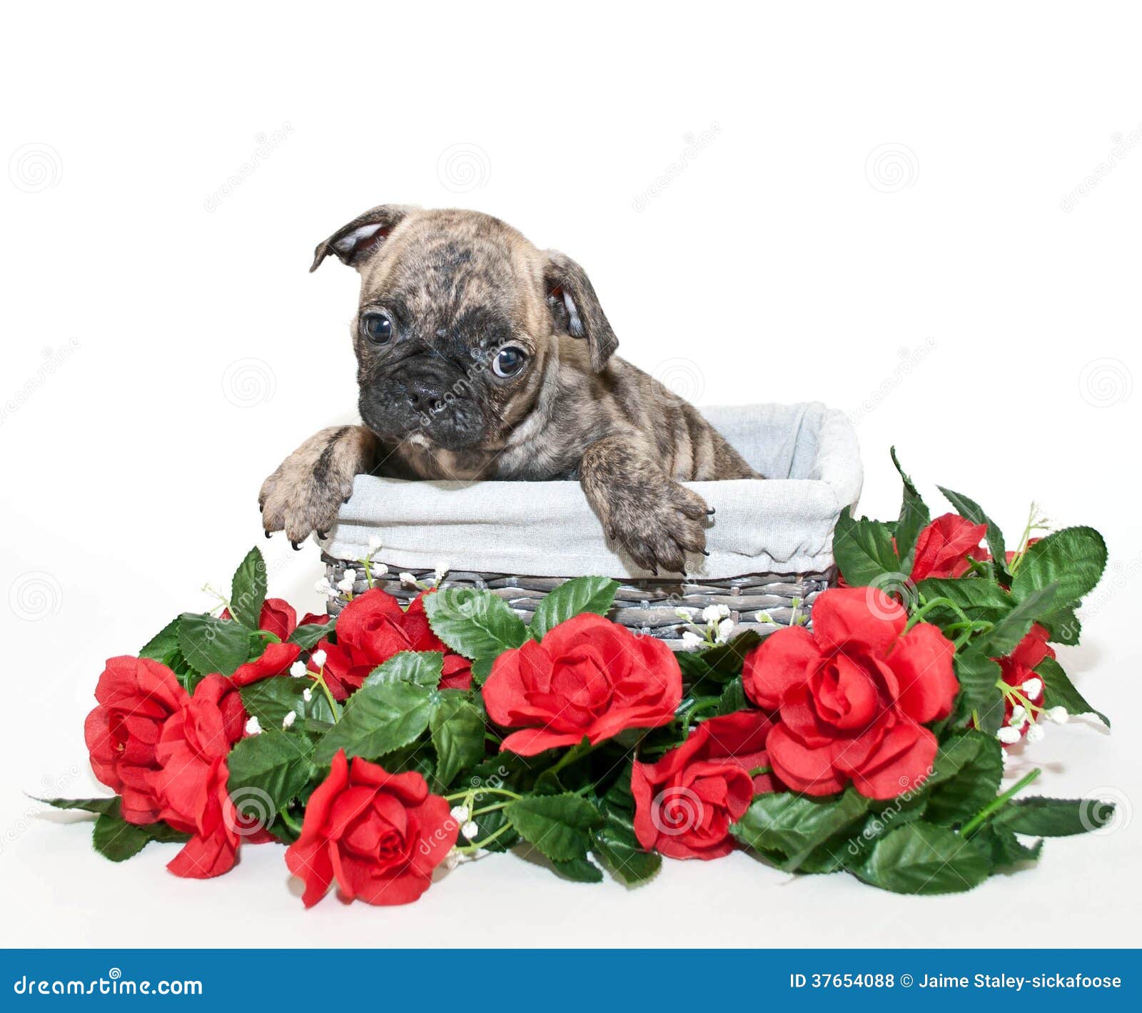 Un Perrito Dulce De Boston Terrier Foto de archivo - Imagen de perro ...