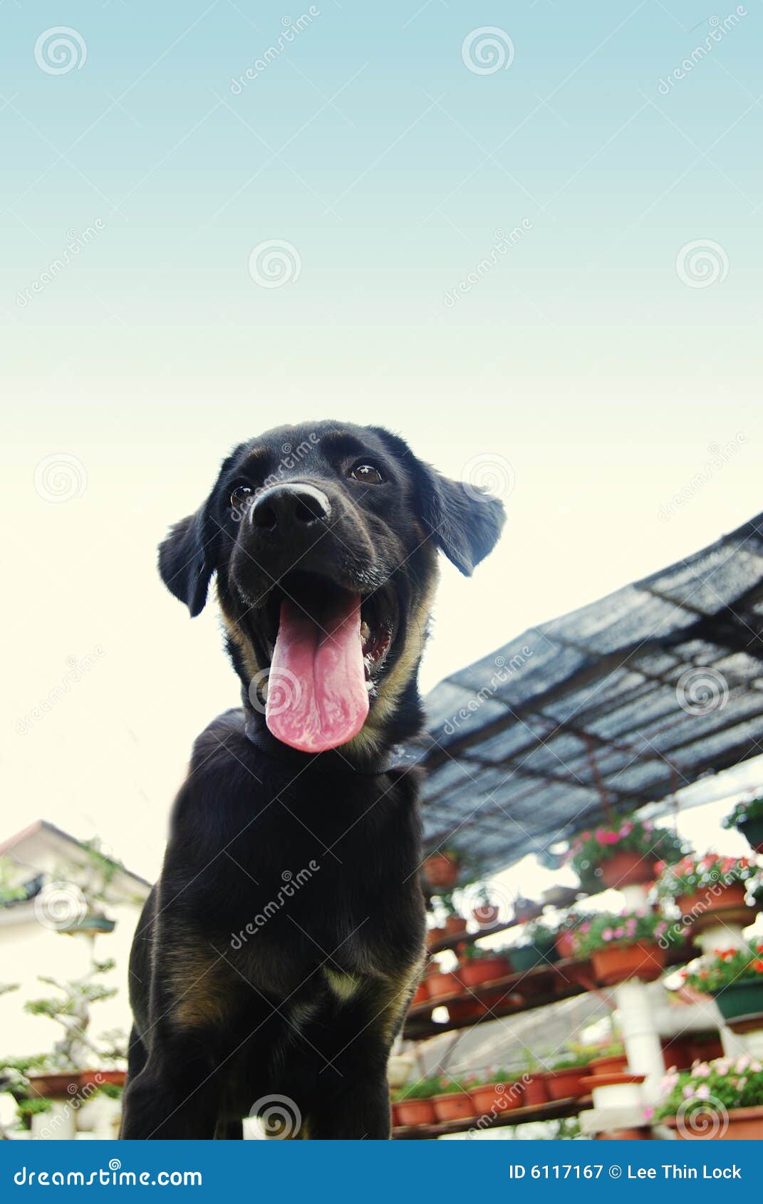 Un perrito negro imagen de archivo. Imagen de encantador - 6117167