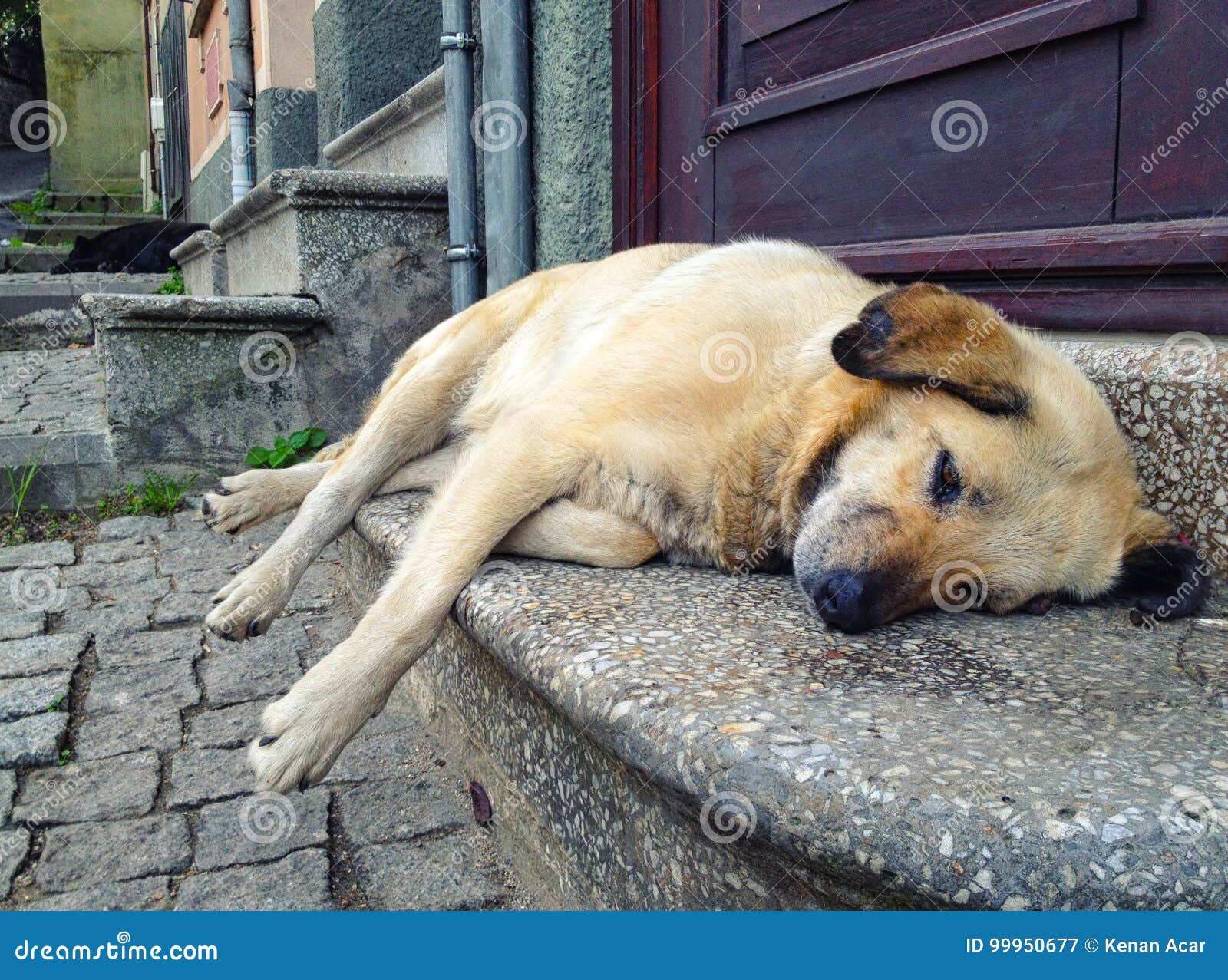 Un Perro Cansado De La Calle Imagen de archivo - Imagen de pista, amigo ...