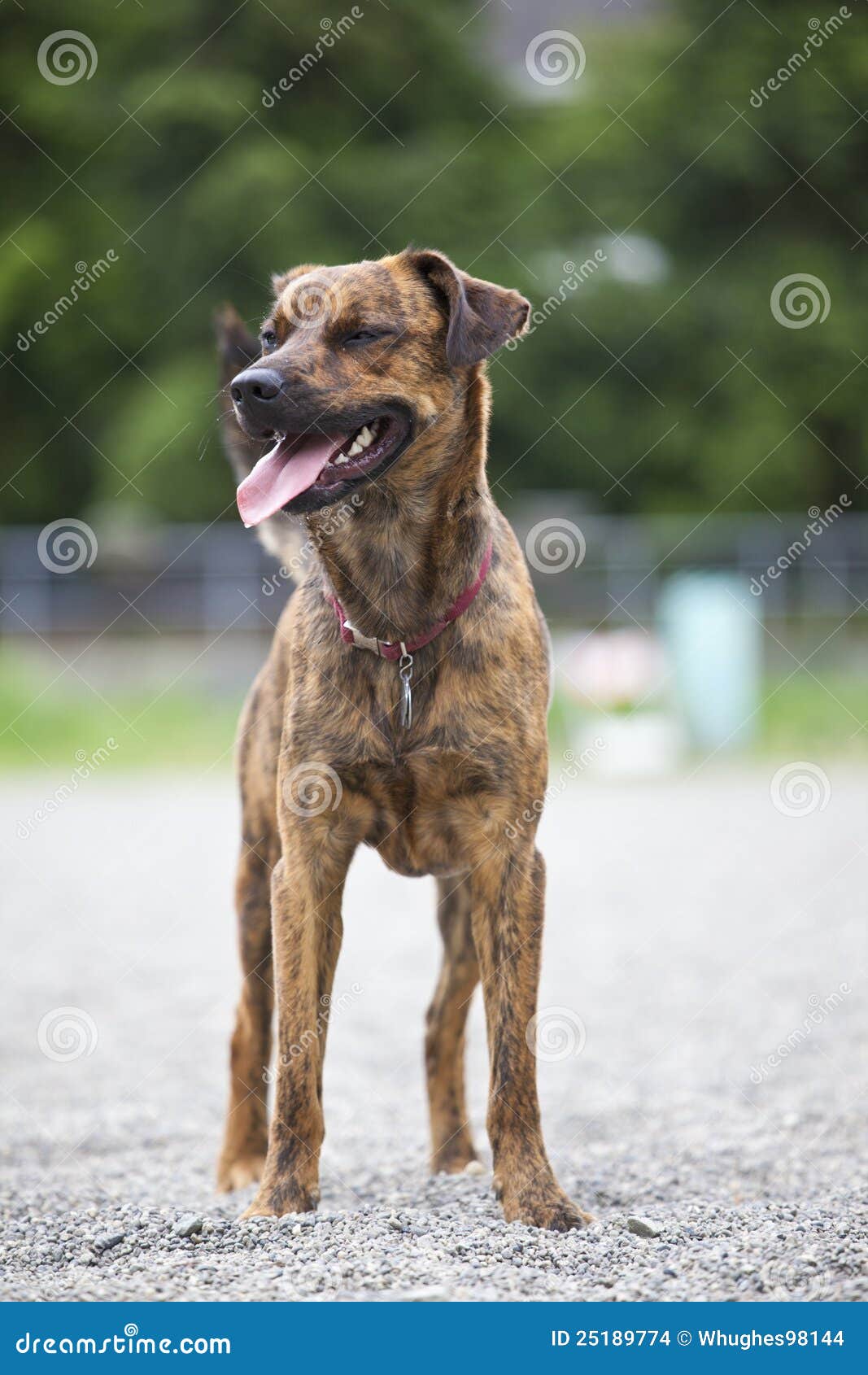 Un Perro Cansado Que Espera Su Comando Foto de archivo - Imagen de ...