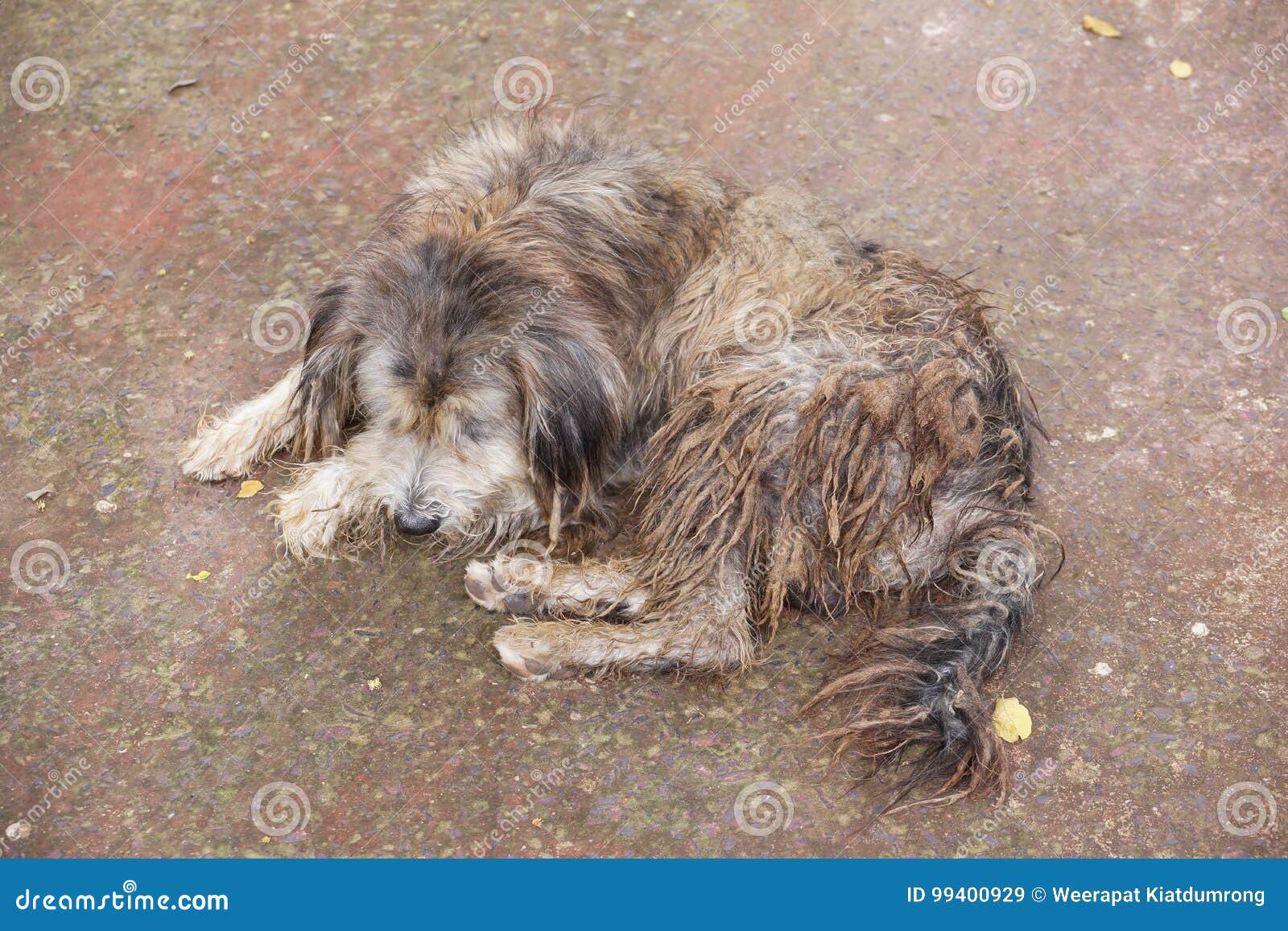 Un Perro Con El Pelo Sucio Largo Imagen de archivo - Imagen de sucio ...