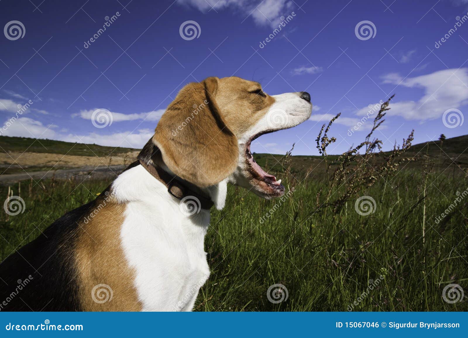 Un perro de bostezo foto de archivo. Imagen de verano - 15067046