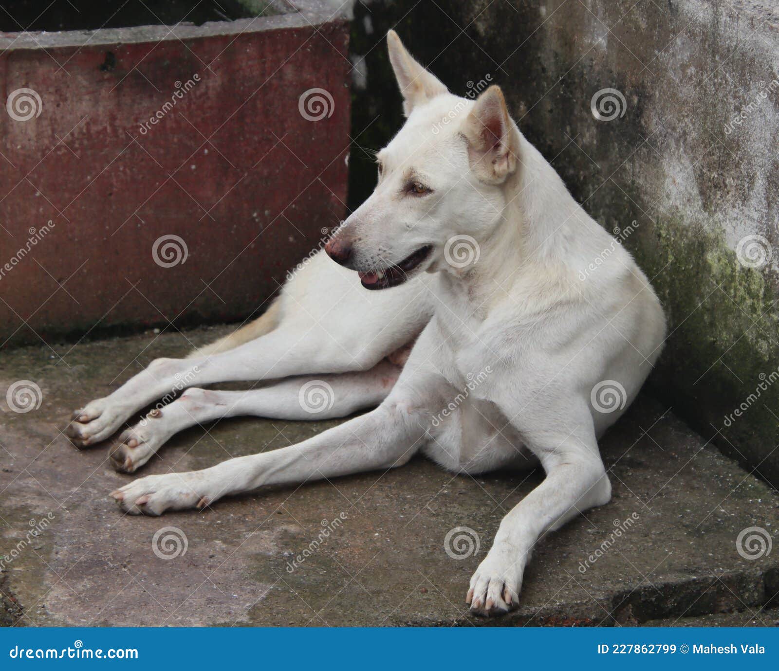 Un Perro Descansando En El Suelo Imagen de archivo - Imagen de ...
