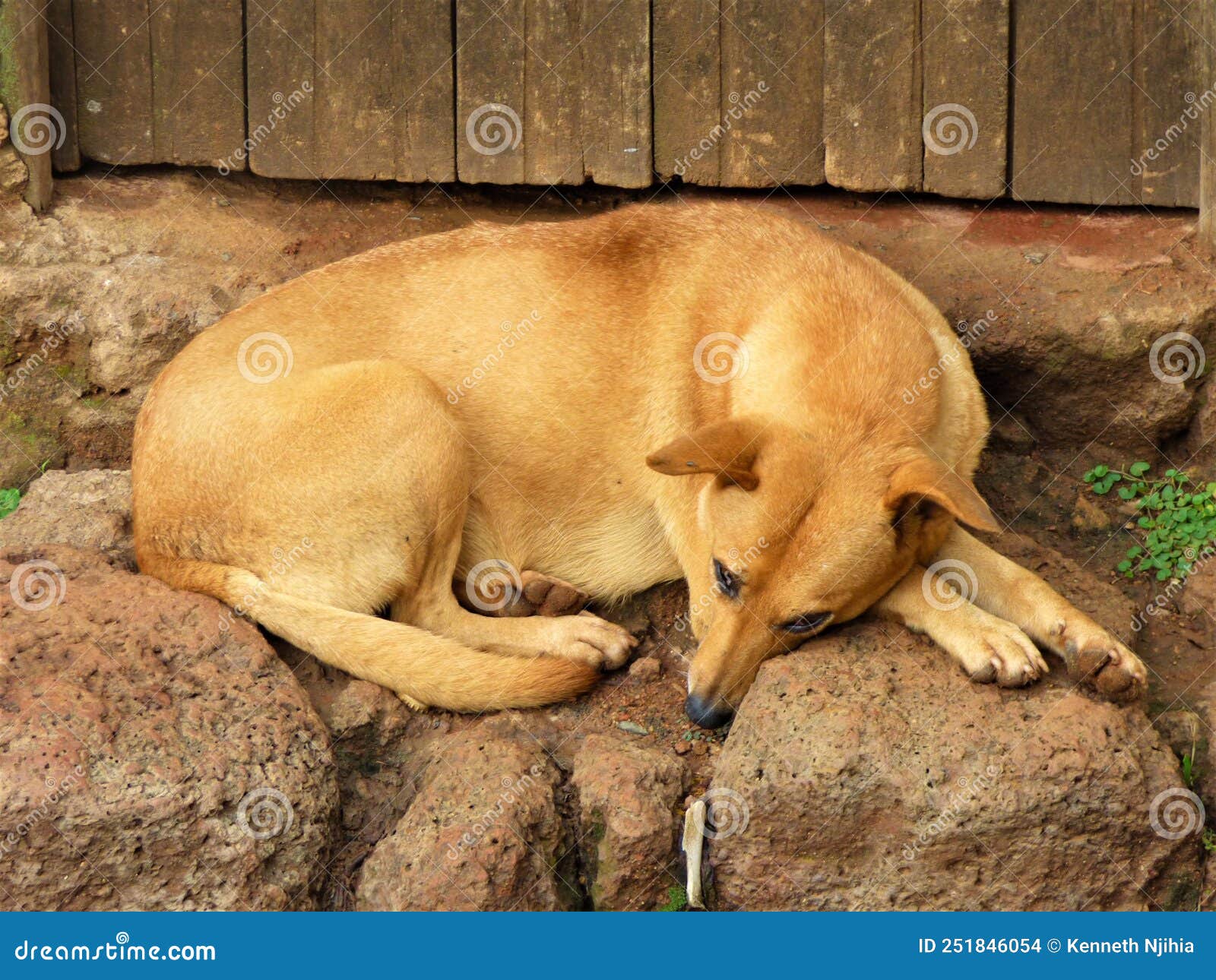 Un perro dormido foto de archivo. Imagen de tigre, perro - 251846054